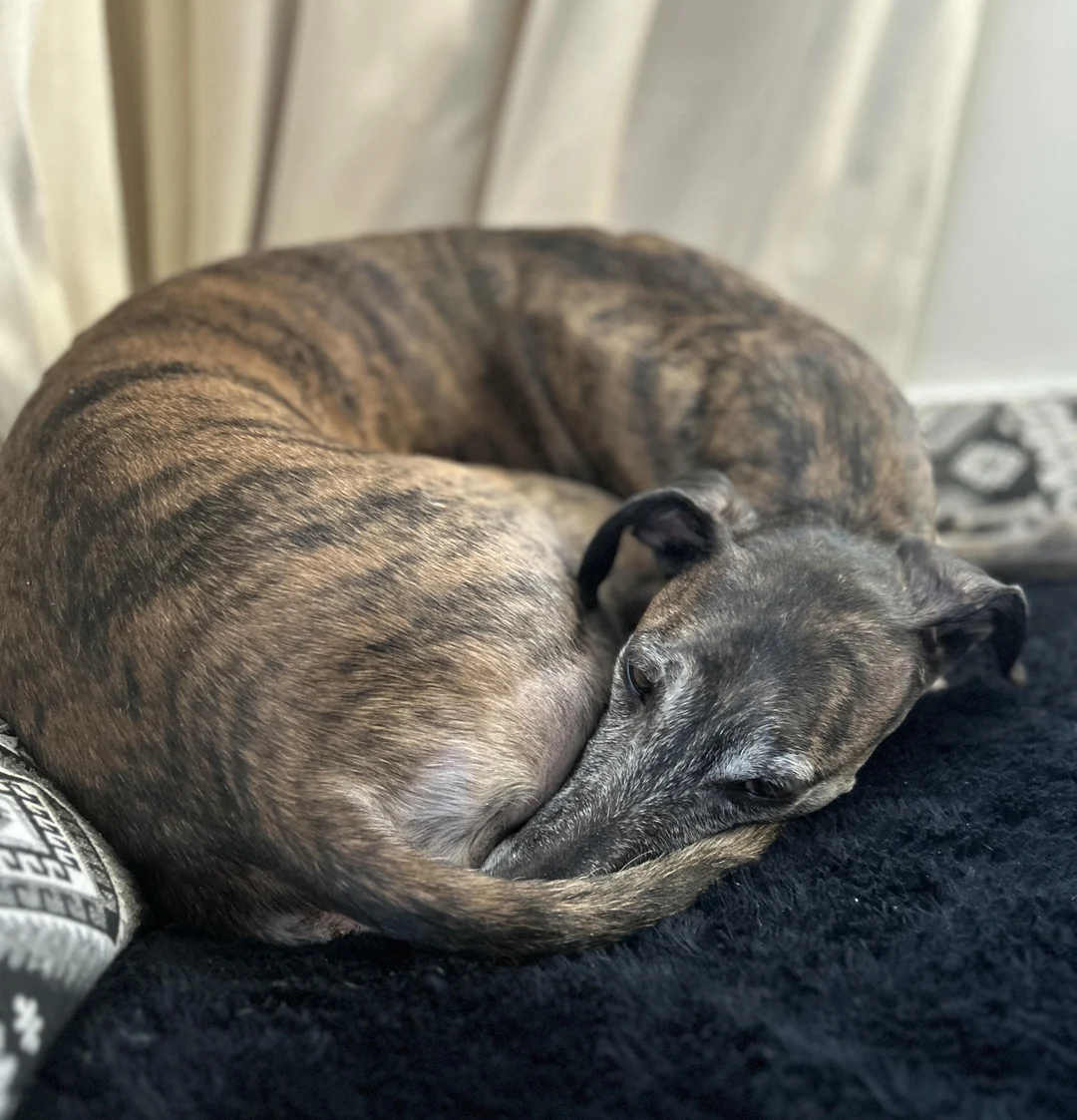 Galgo Spiral | Scrolller