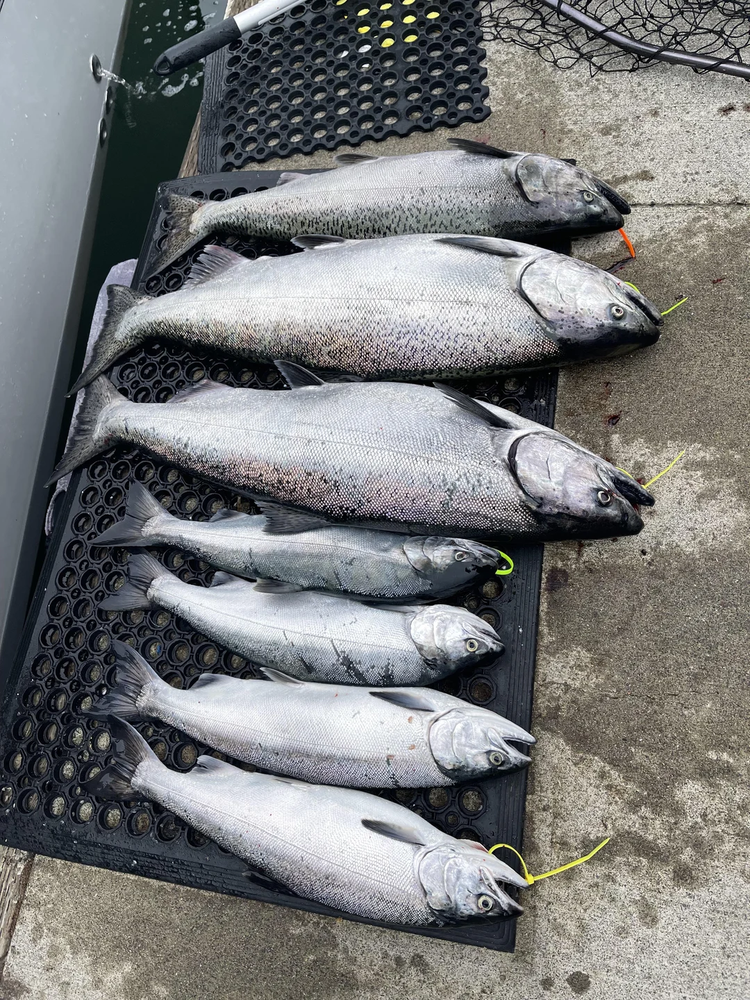 Productive morning of coho and kings | Scrolller