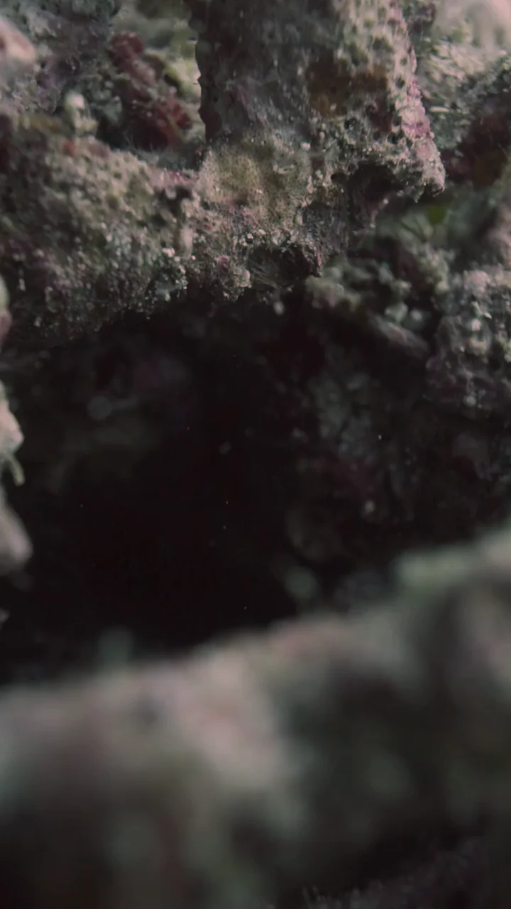 A mantis shrimp coming out of it's hole. Shot in Puerto Galera. | Scrolller