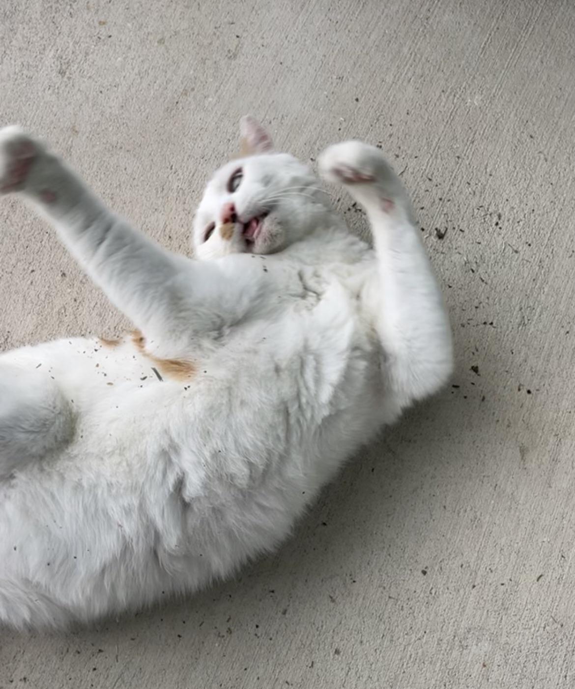 catnip has me like | Scrolller