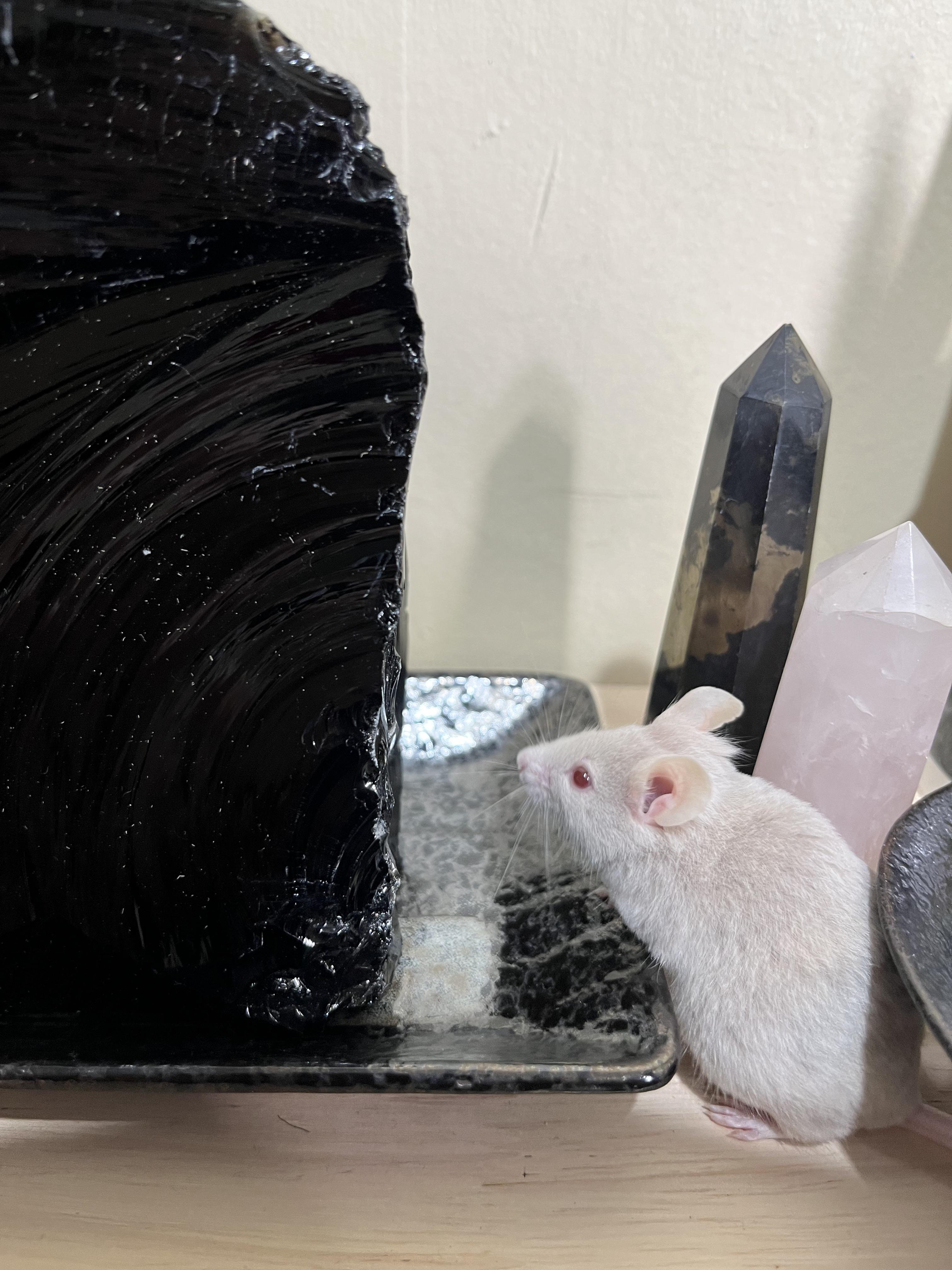 Camille admiring an Obsidian | Scrolller