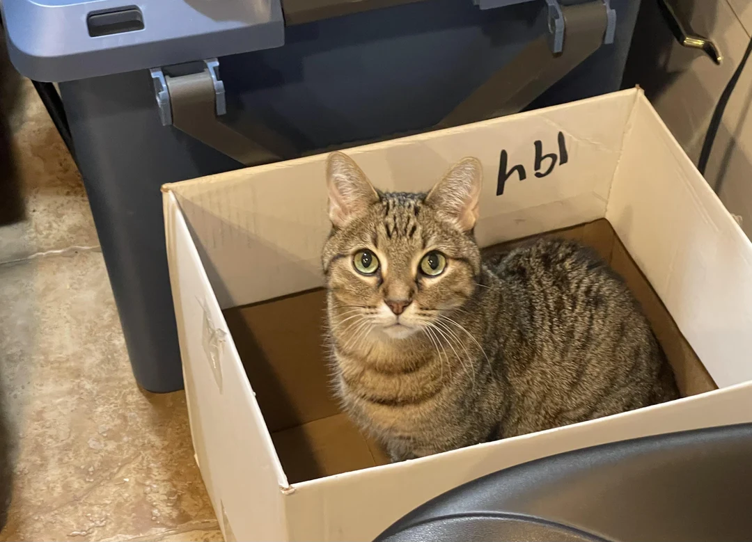 Standard issue, fully functional | Scrolller