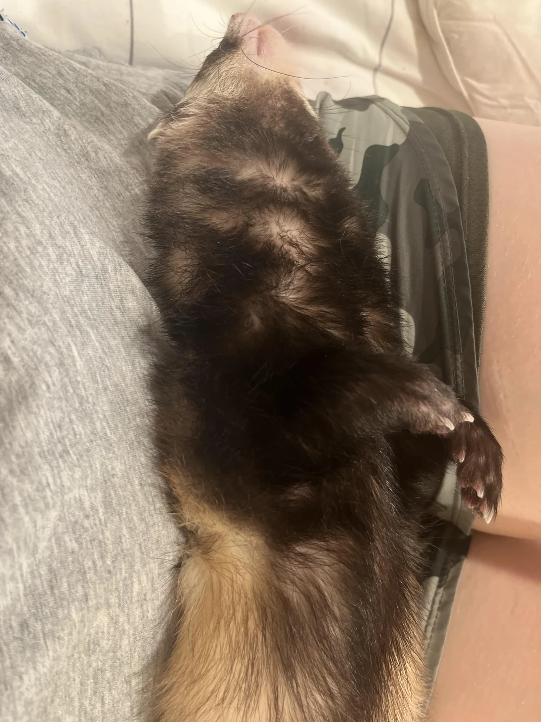 How dramatic is your ferret? | Scrolller