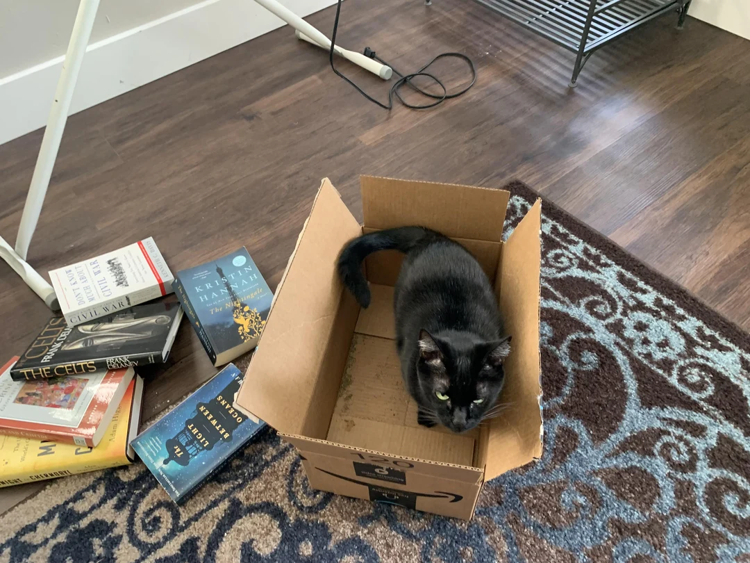 Catnip in box = cat in box. No incentive was needed; it was an added treat. | Scrolller