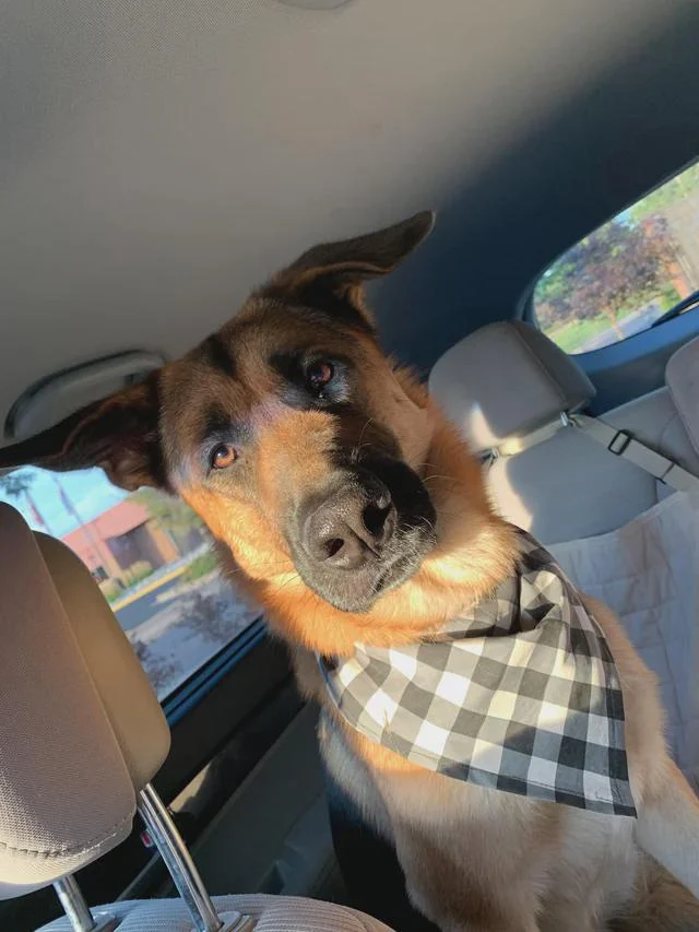 Just adopted this sweet boy from the shelter. Best $75 spent. | Scrolller