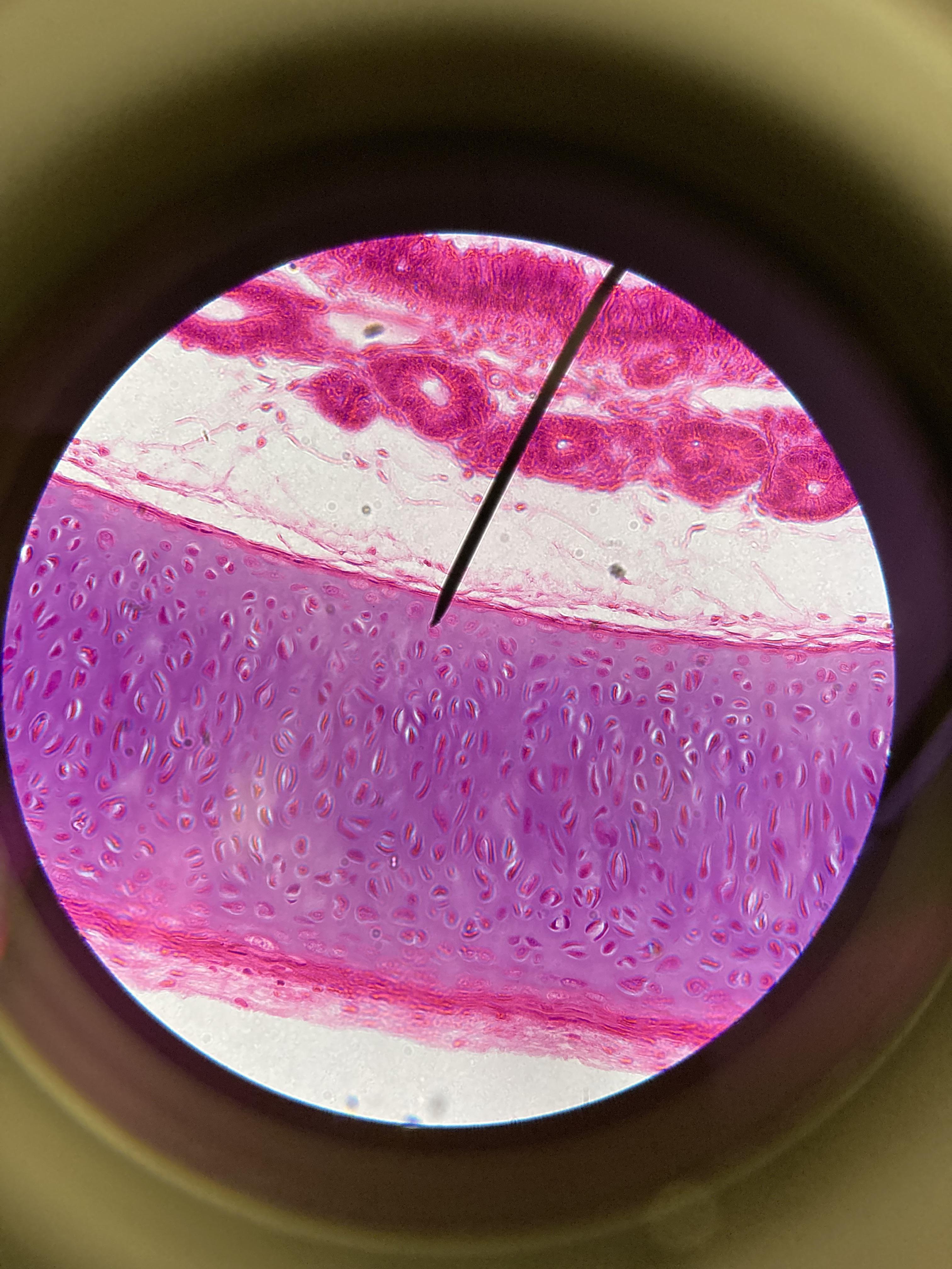 A tissue sample I captured under a microscope | Scrolller