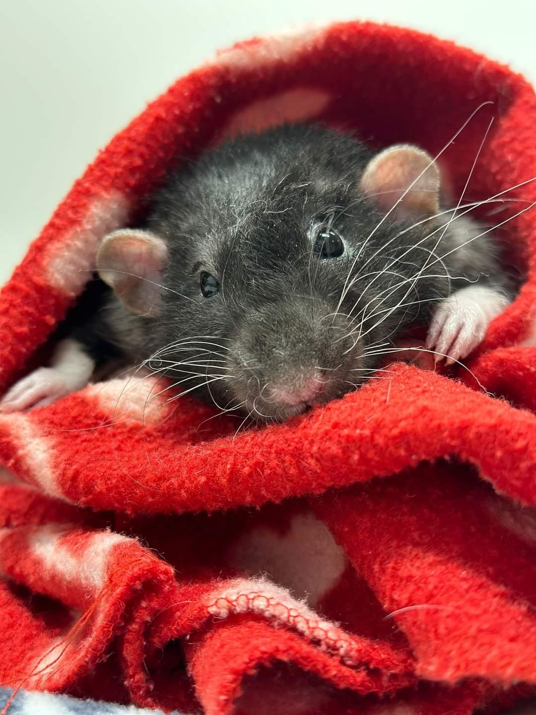 My little dumbo 🐀💙 | Scrolller