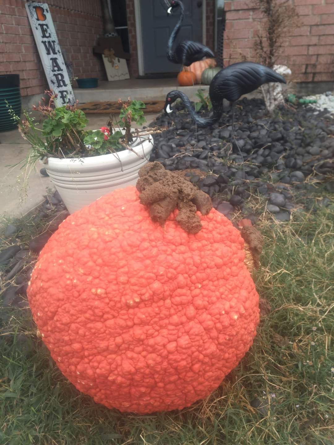 Not sure the dog is a fan of Pumpkins | Scrolller