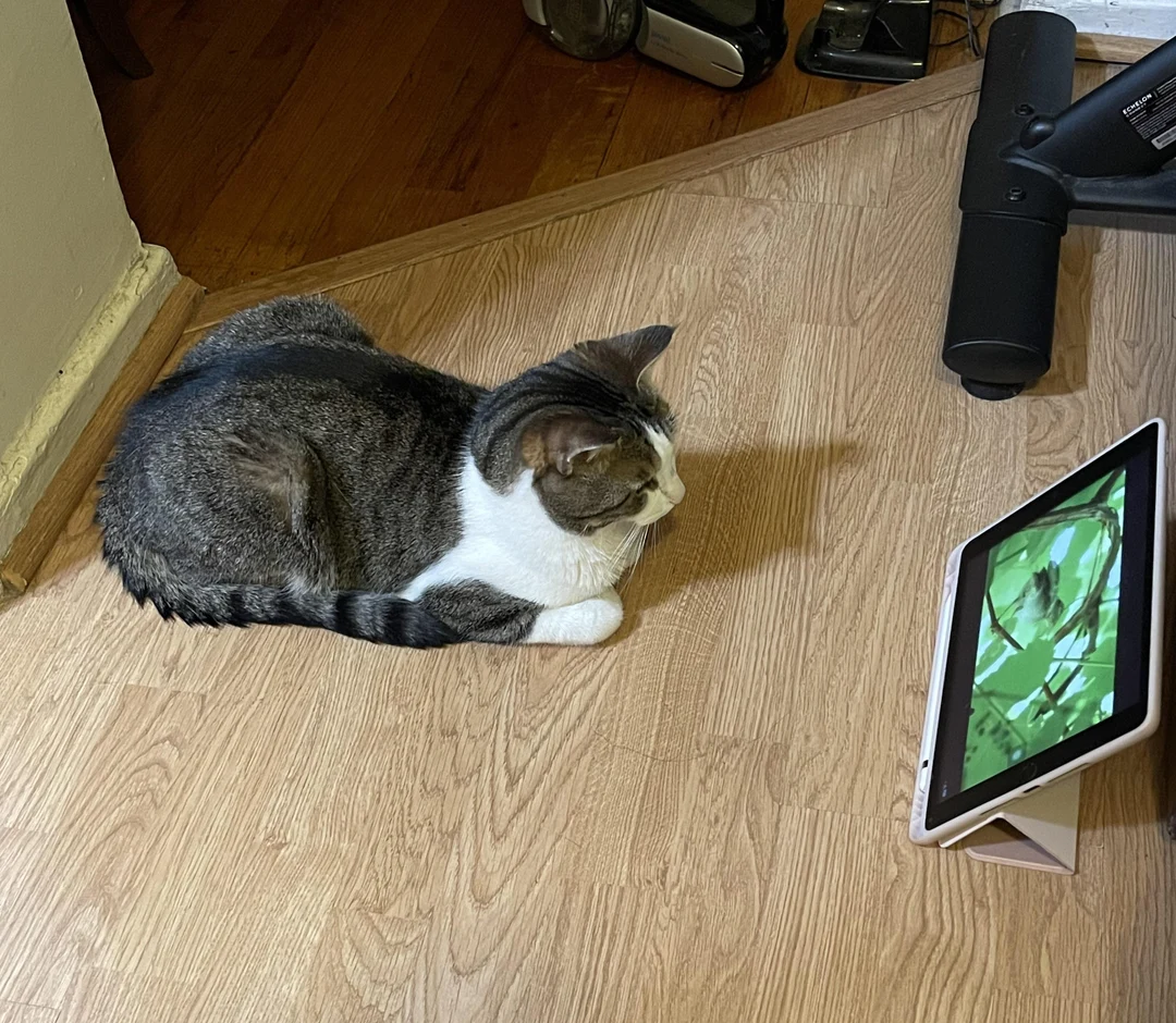 ipad cat | Scrolller