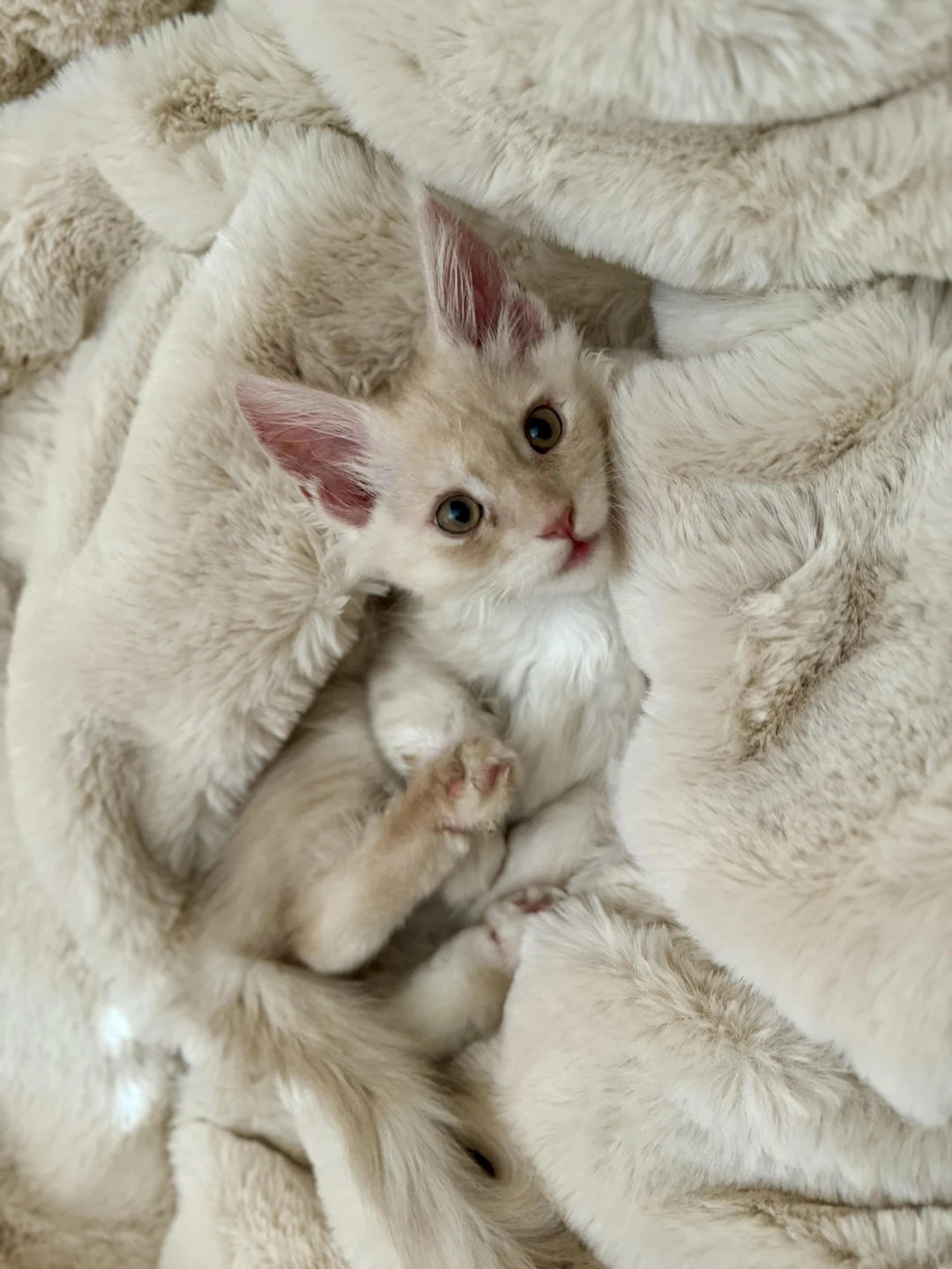 Discover more like Mainecoons: Stealth mode: Activate and Related Content | Scrolller