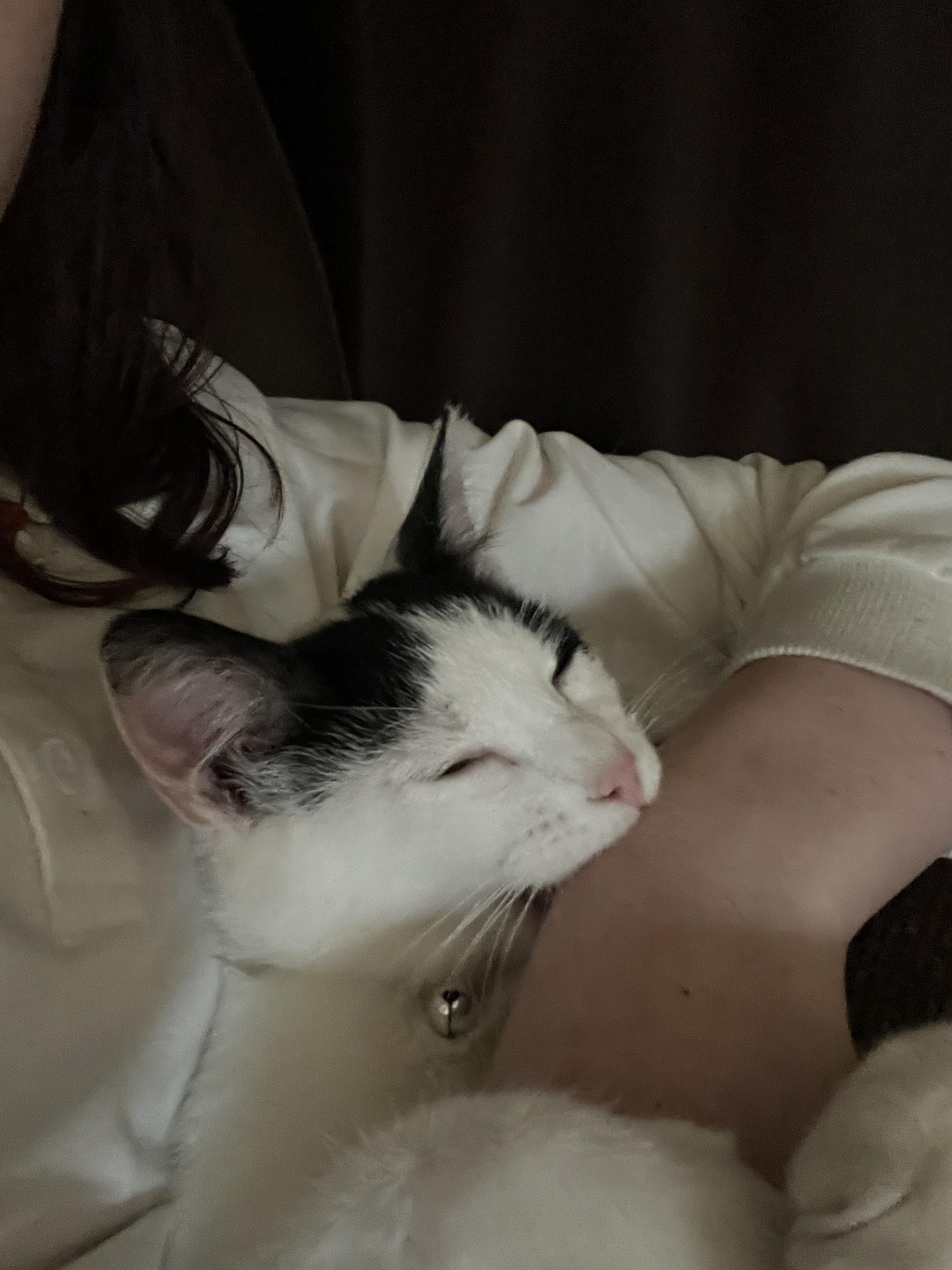 Chomp [oc] | Scrolller