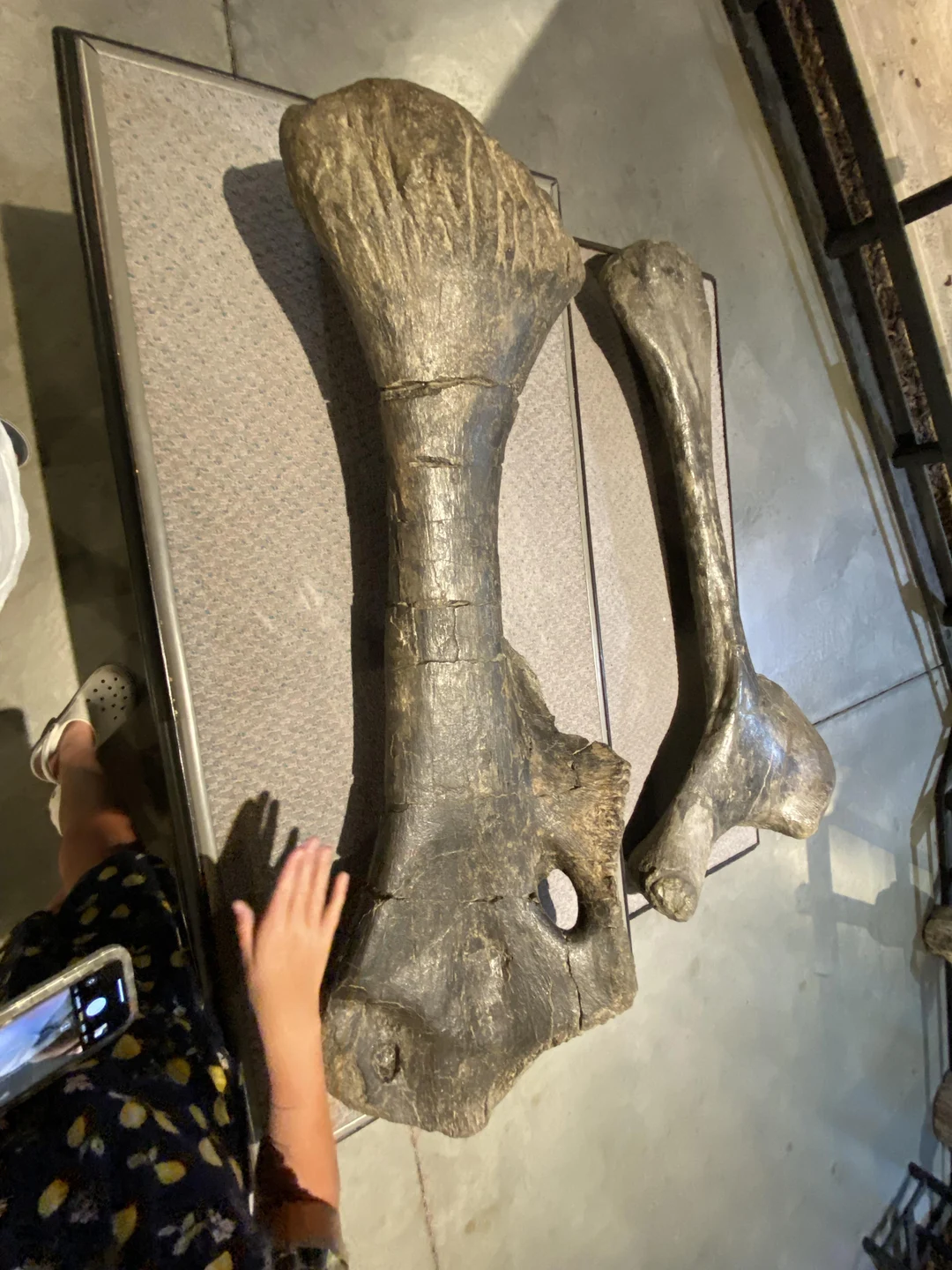 Apatosaurus-chewed pelvic bone (Dinosaur Journey-Colorado) | Scrolller