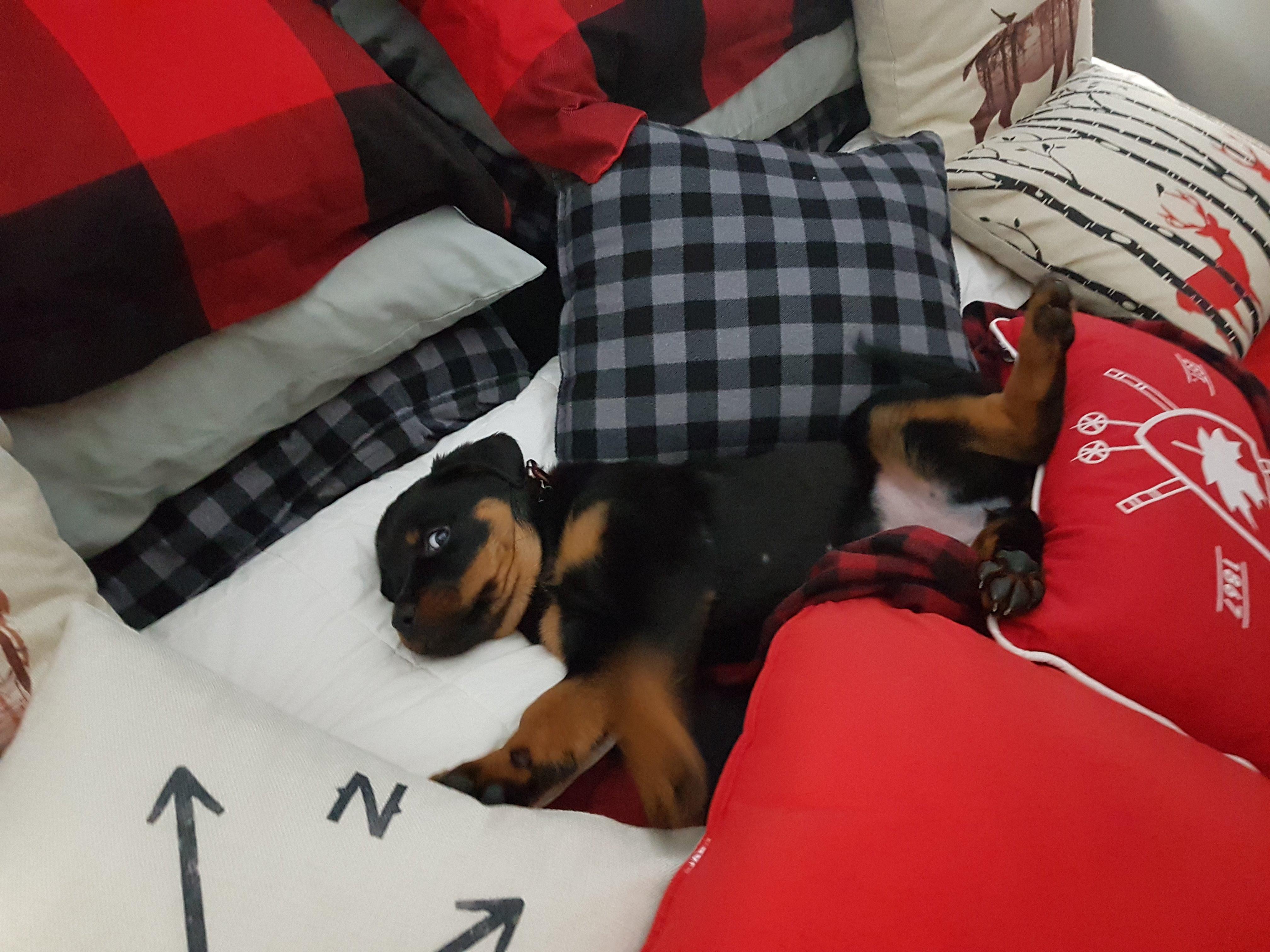 Oh, you can have the bed on the floor, this one's mine. | Scrolller