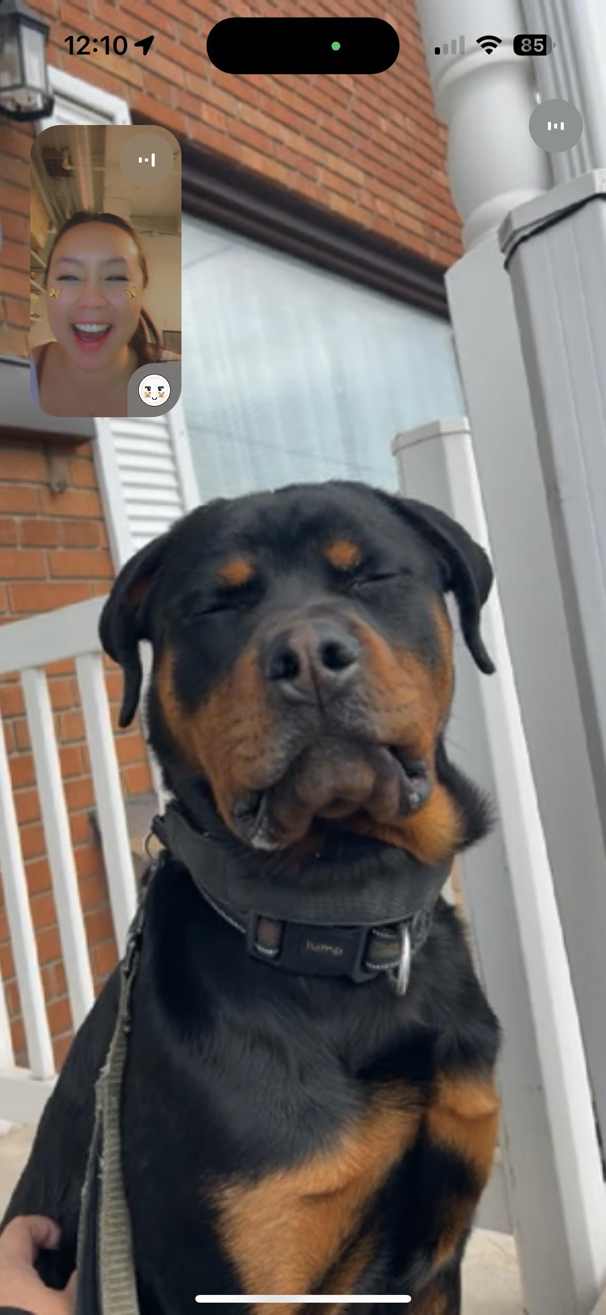 Odin falling asleep on the steps after his morning walk | Scrolller