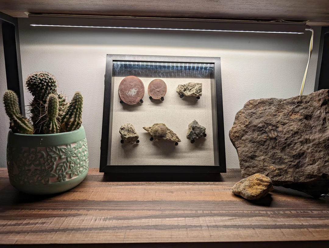 Finally made my fossil shadowbox | Scrolller