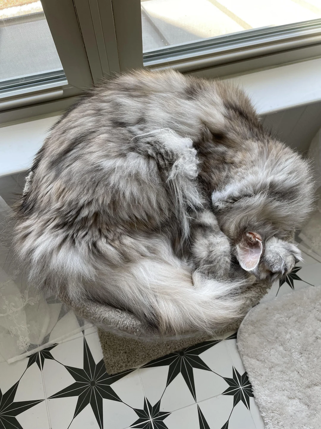 Was recommended that I post this big girl thinking she still fits in her princess tower | Scrolller