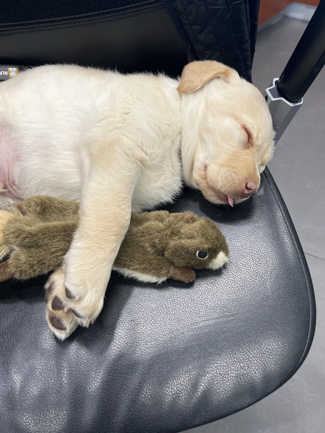 Little chunky boy won’t keep his tongue in his mouth when sleeping. | Scrolller