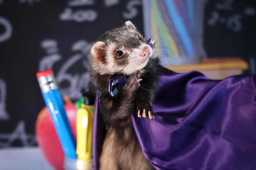 Omni thinking about how he’ll do in ferret math in the coming school ...