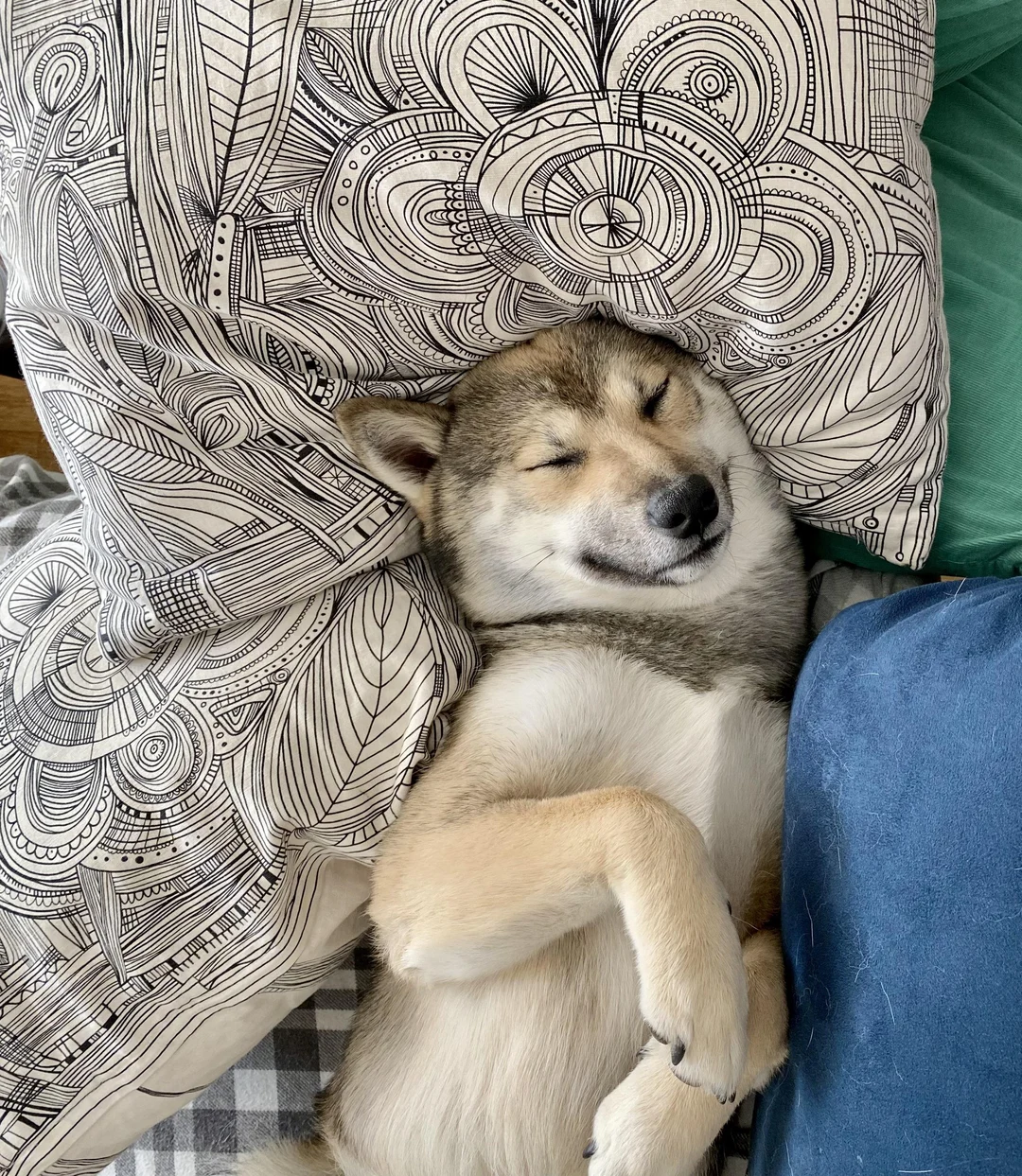 Puppy Doo | Scrolller