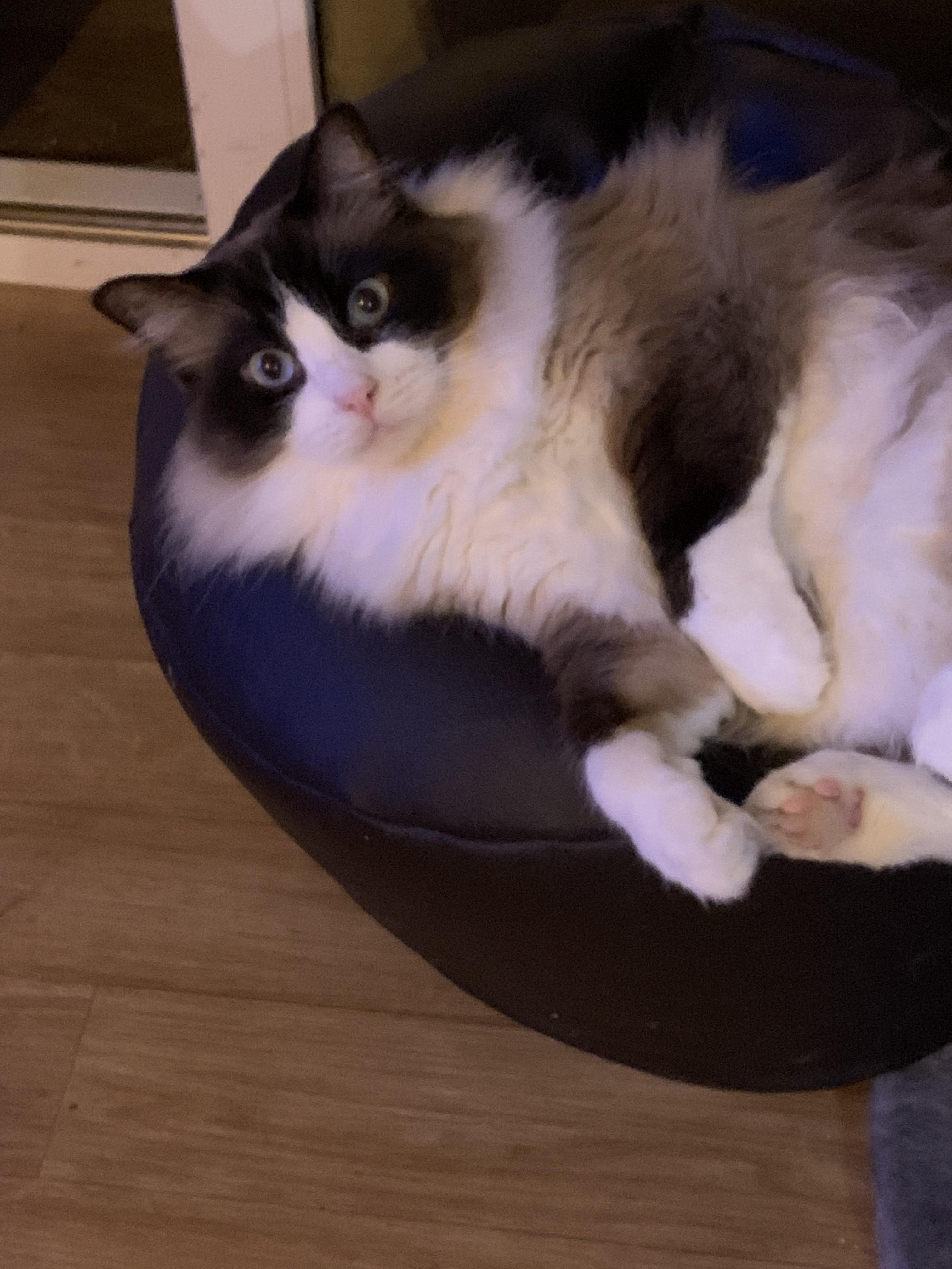 Susie walking bear relaxing on her bean bag | Scrolller