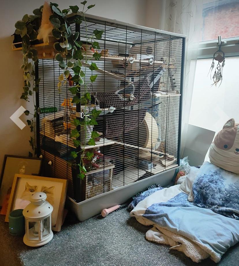 How many rats is this cage appropriate for? 98H x 48W x 78L | Scrolller