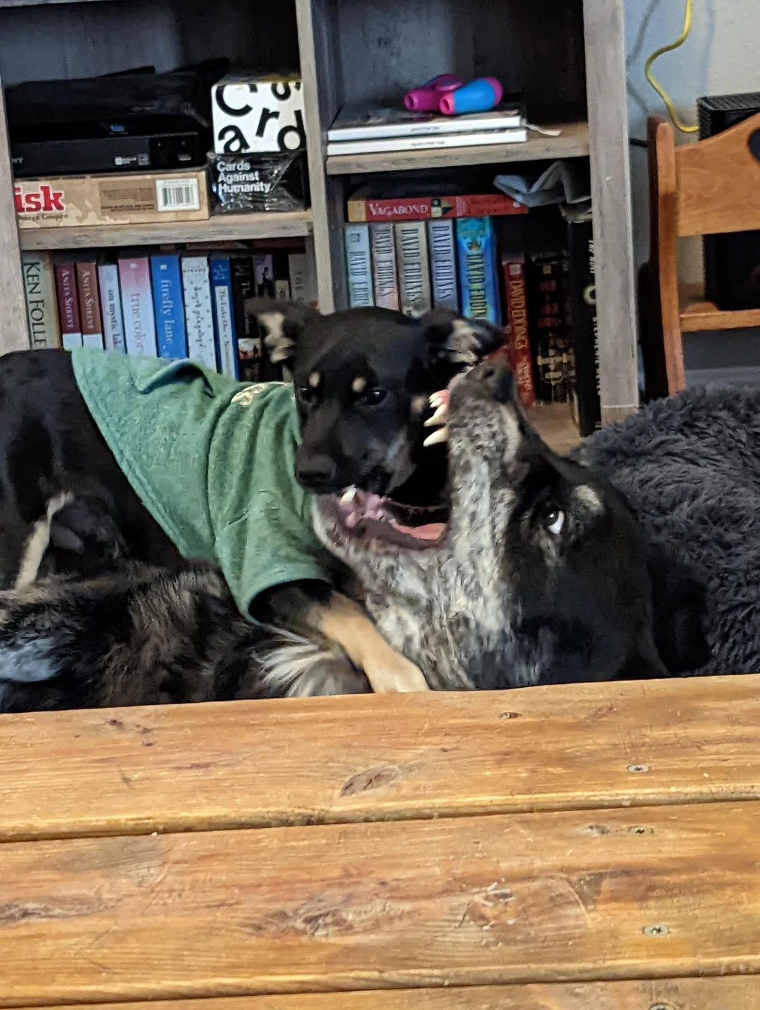 My Little Chomp and my Big Chomp | Scrolller