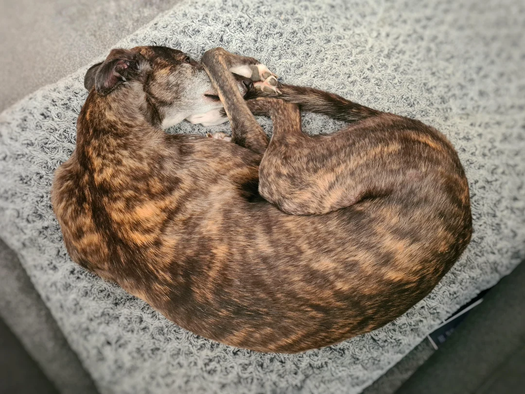 The ole curl and tuck 🥹 | Scrolller