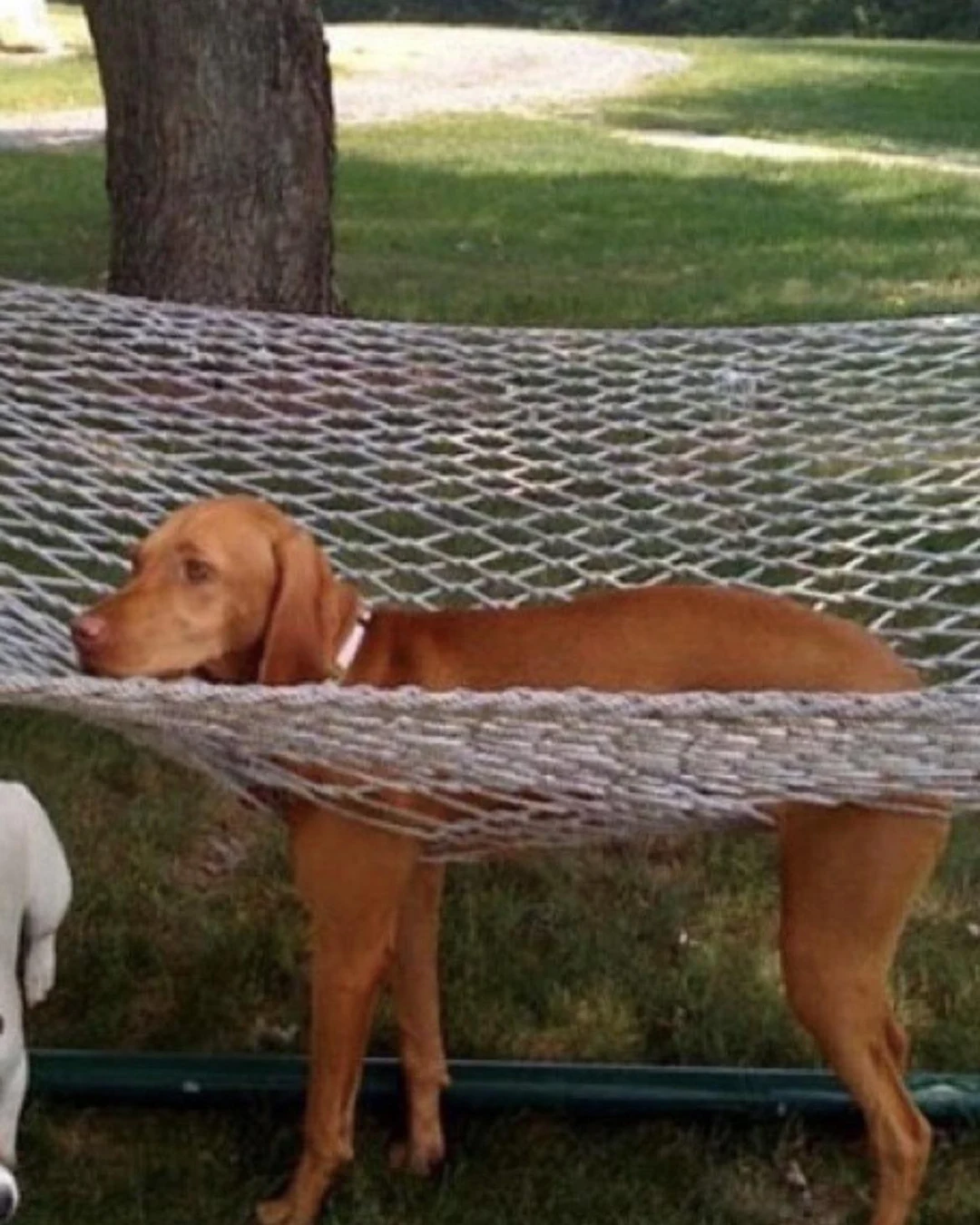 Dixie wanted to try the hammock out! | Scrolller