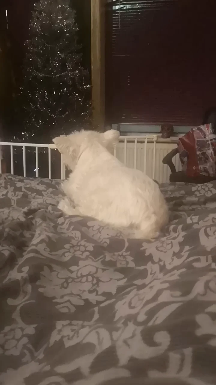 Angus too much of xmas | Scrolller