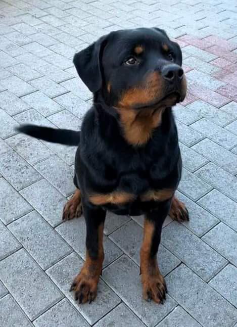 Help needed :( | Scrolller