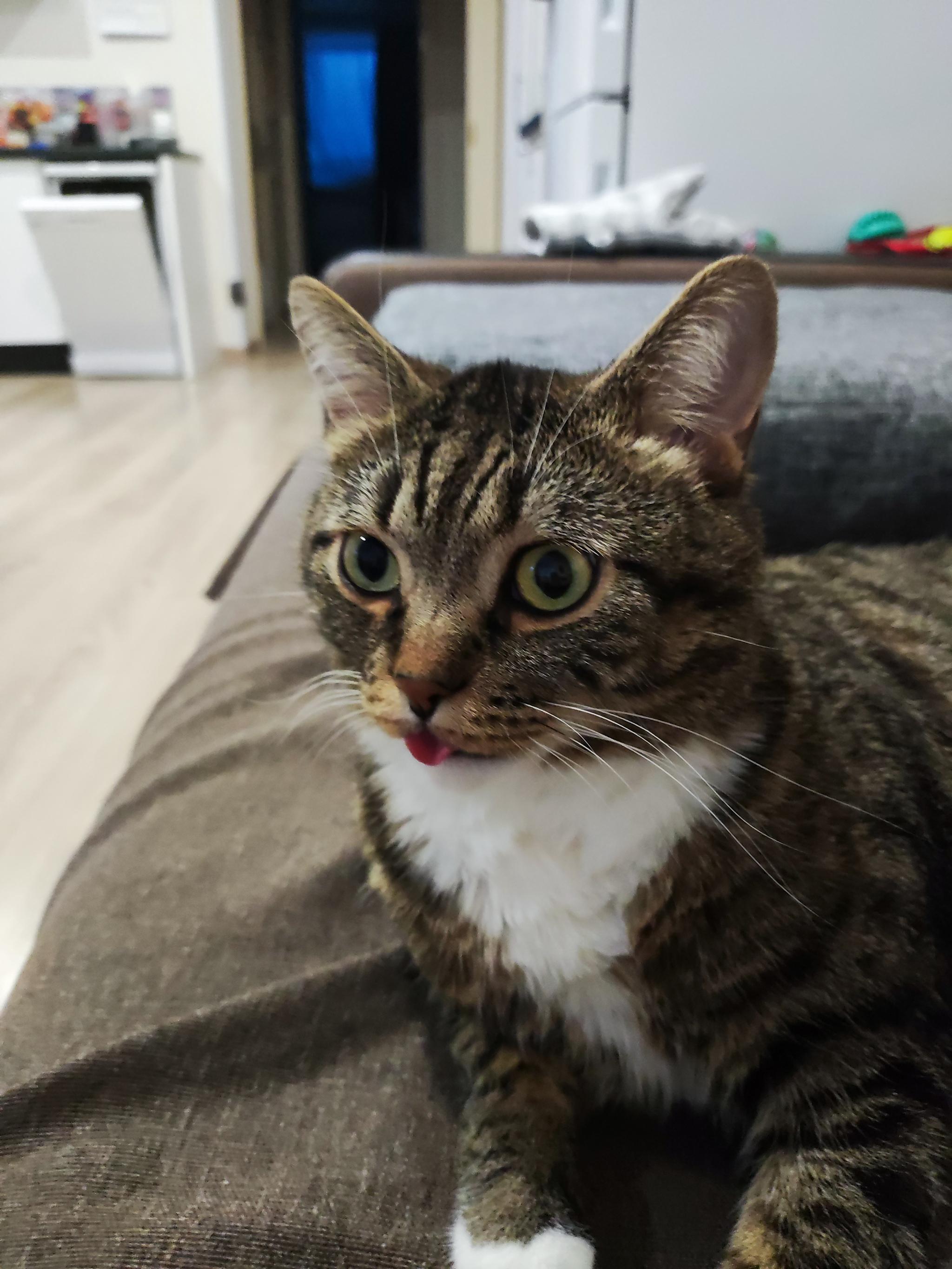 👁️ ^ 👁️ blep | Scrolller