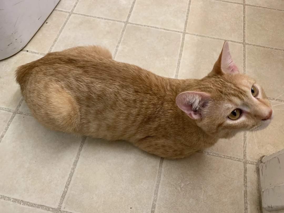 Standard issued loaf. | Scrolller