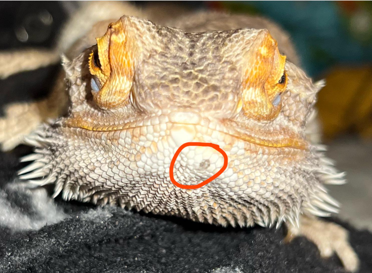 Scale rot? | Scrolller