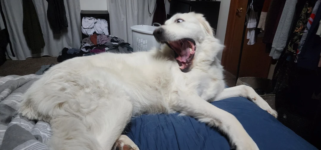this is Frank the Tank, my rescue Pyrenees caught mid sneeze | Scrolller