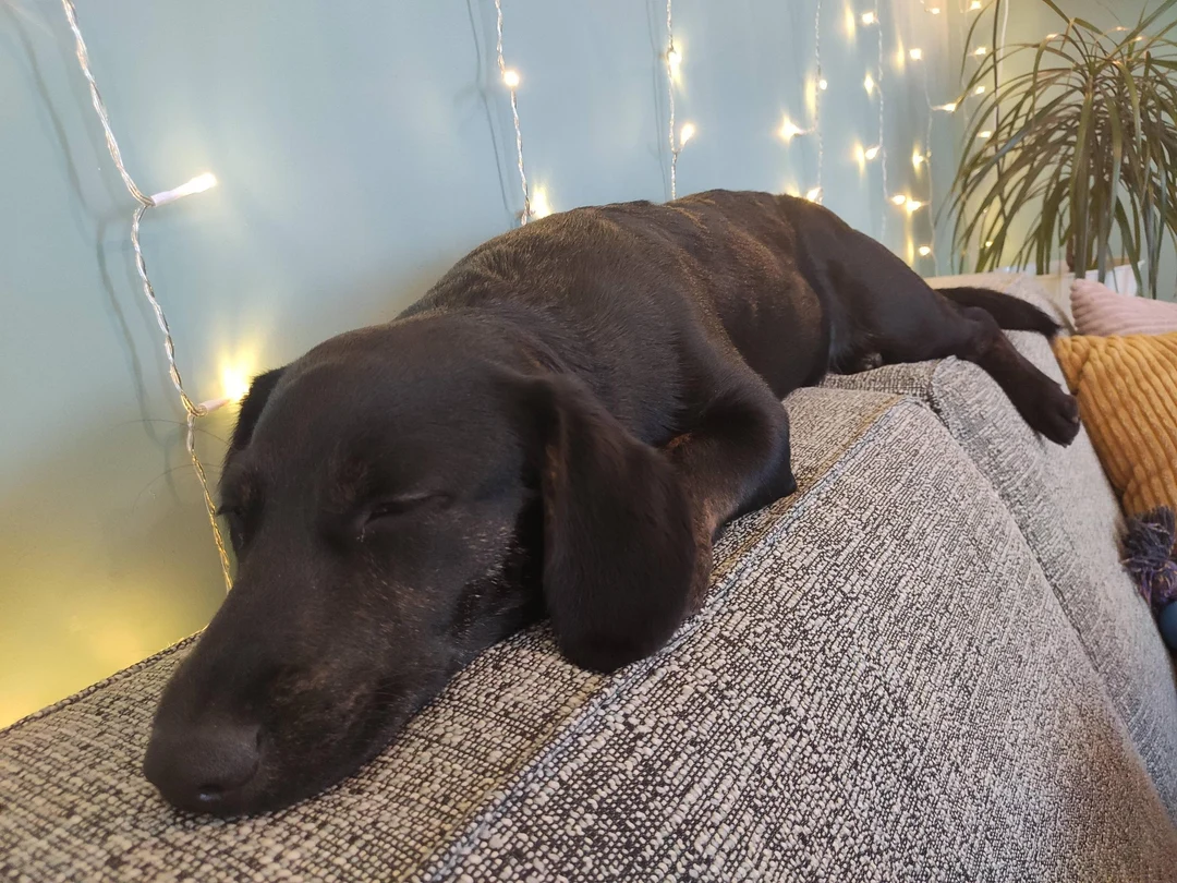 Our sofa conveniently comes with a perfect Dorgi-sized napping spot for Pippa | Scrolller