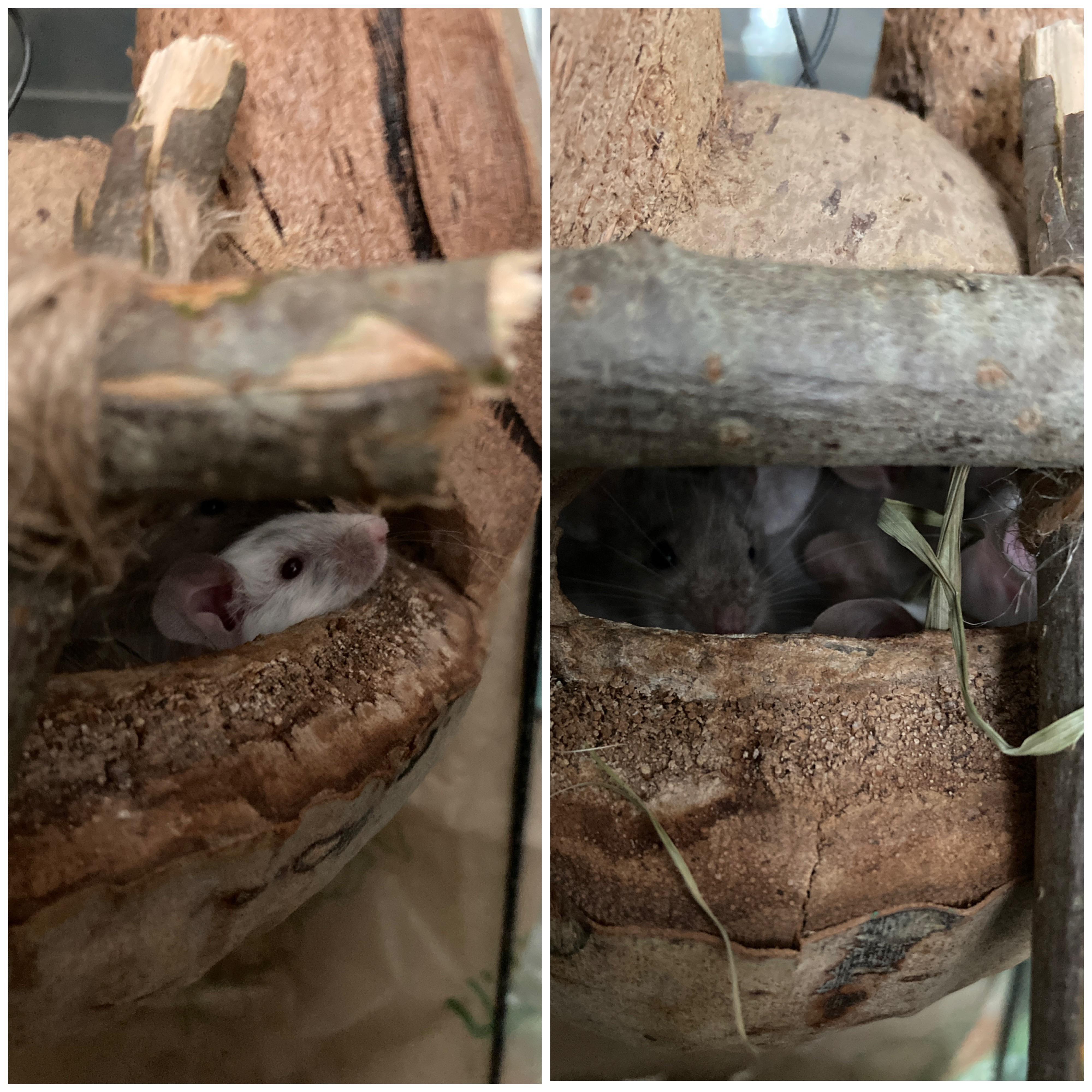 My first mice | Scrolller