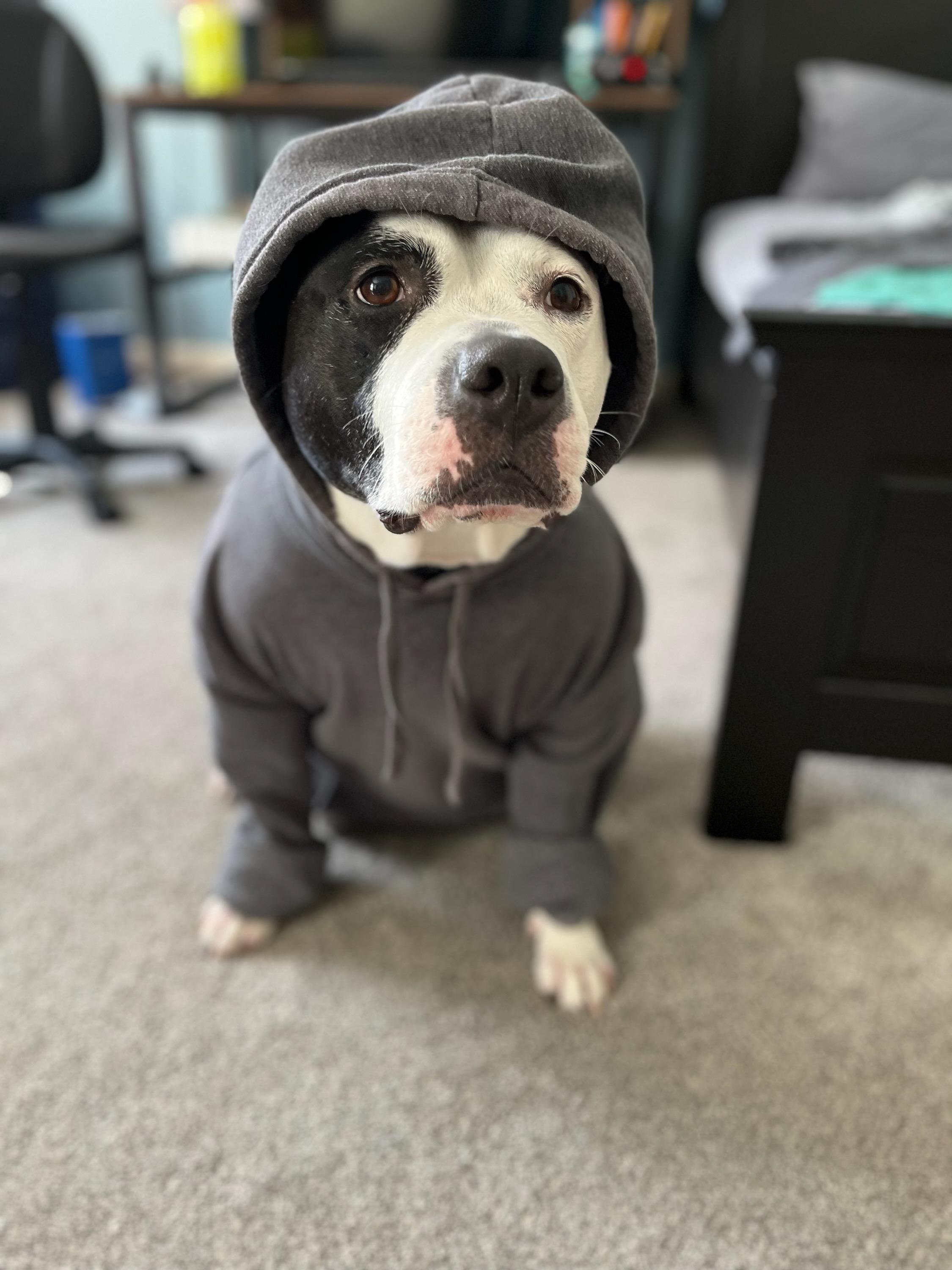 Pupper in a sweater | Scrolller