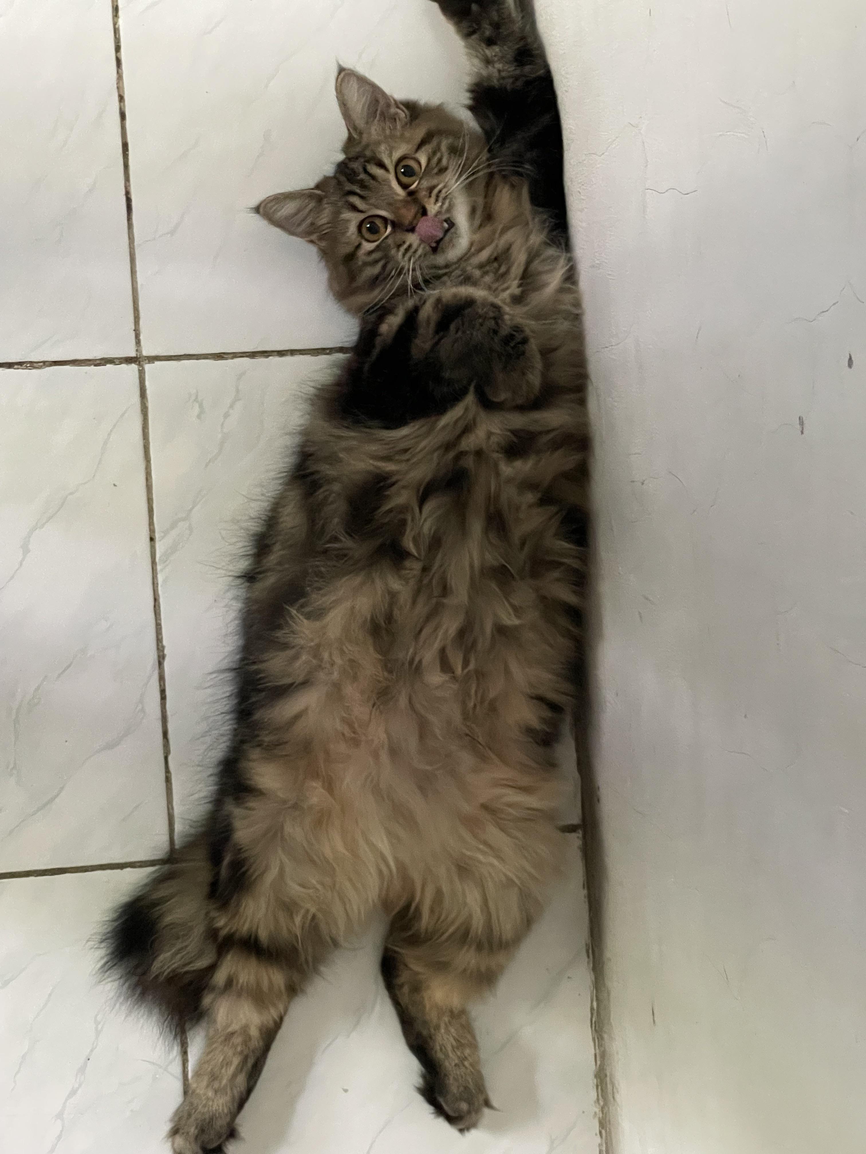 Hello my name is Peter! | Scrolller