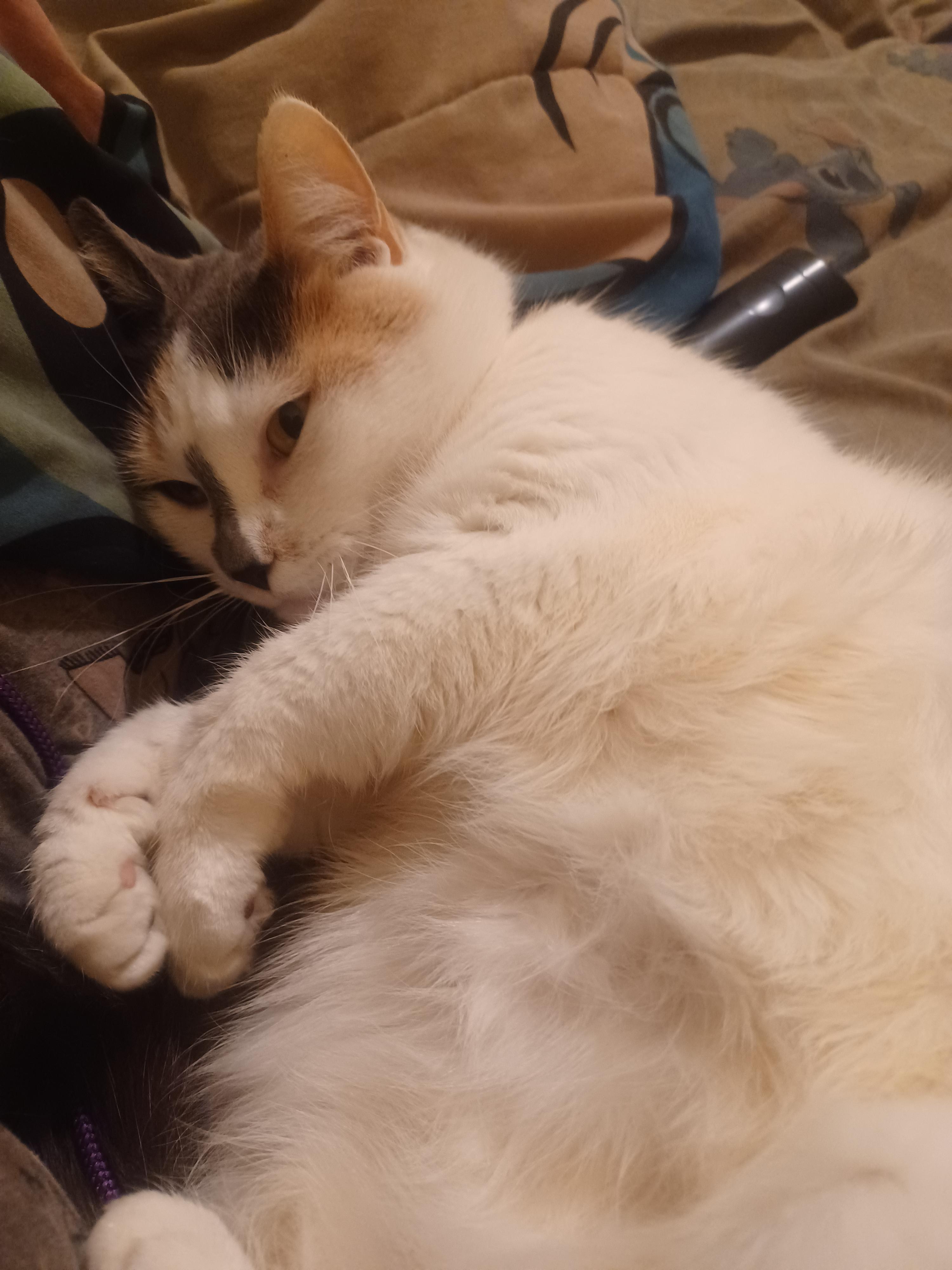 is this chonk | Scrolller