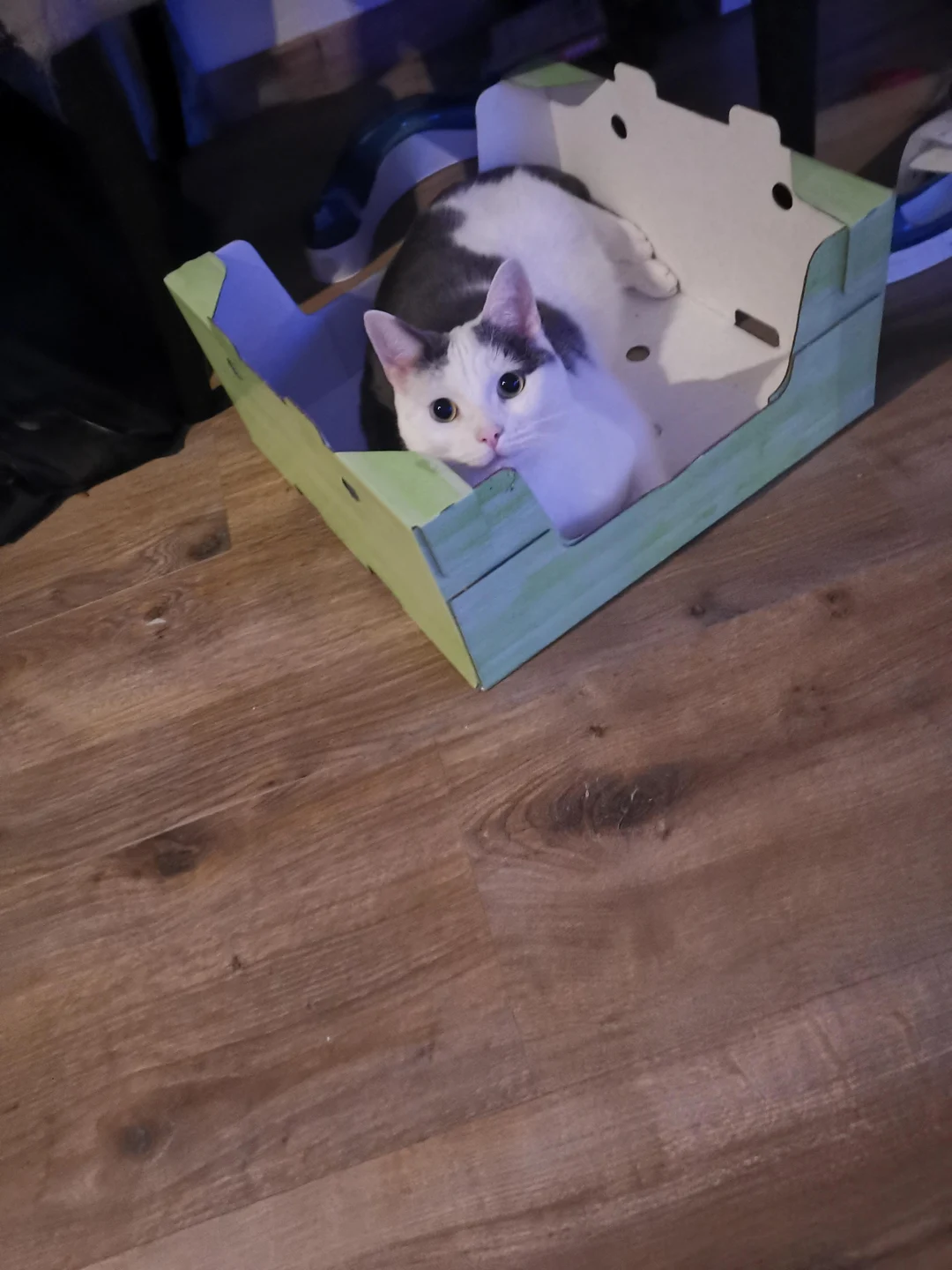 stupid kitty fell for my trap | Scrolller