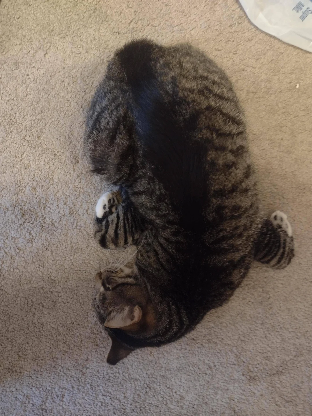 Theodore, my SIC, falls asleep like this all the time. | Scrolller