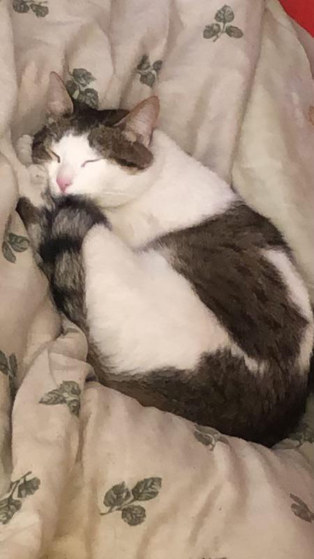 Sleeping | Scrolller