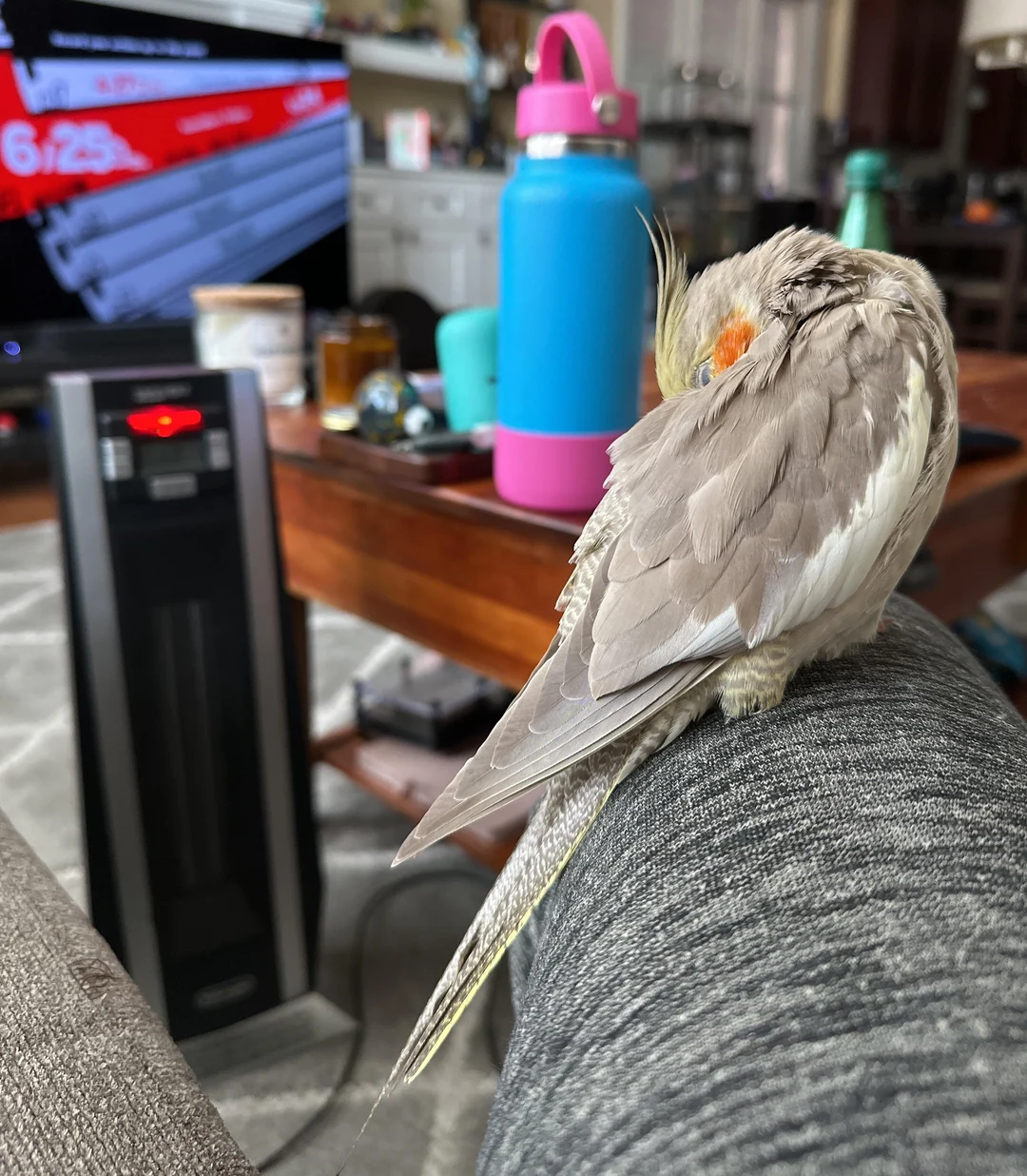Rico enjoying the space heater after a bath 💕 | Scrolller