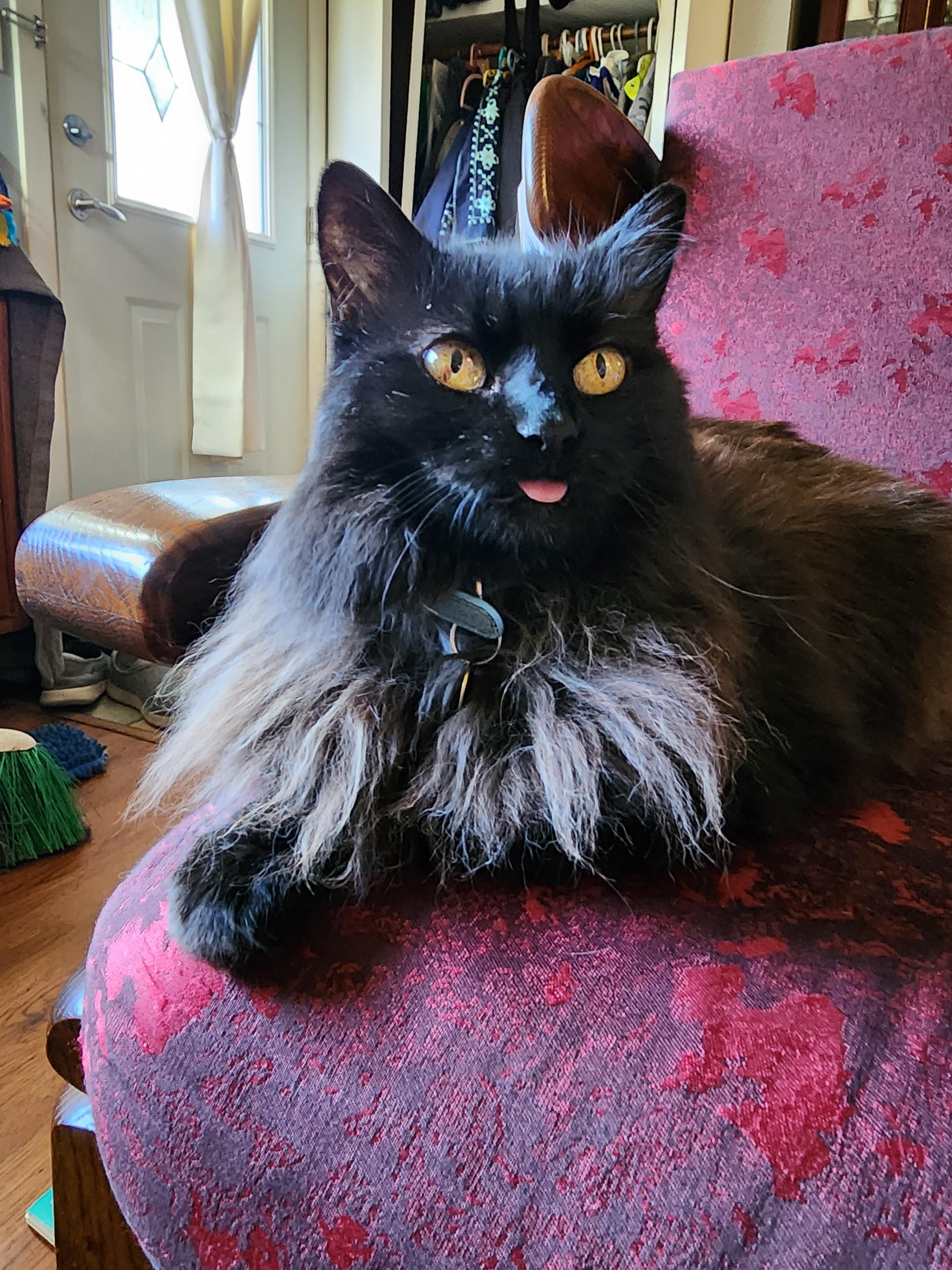 Blep | Scrolller