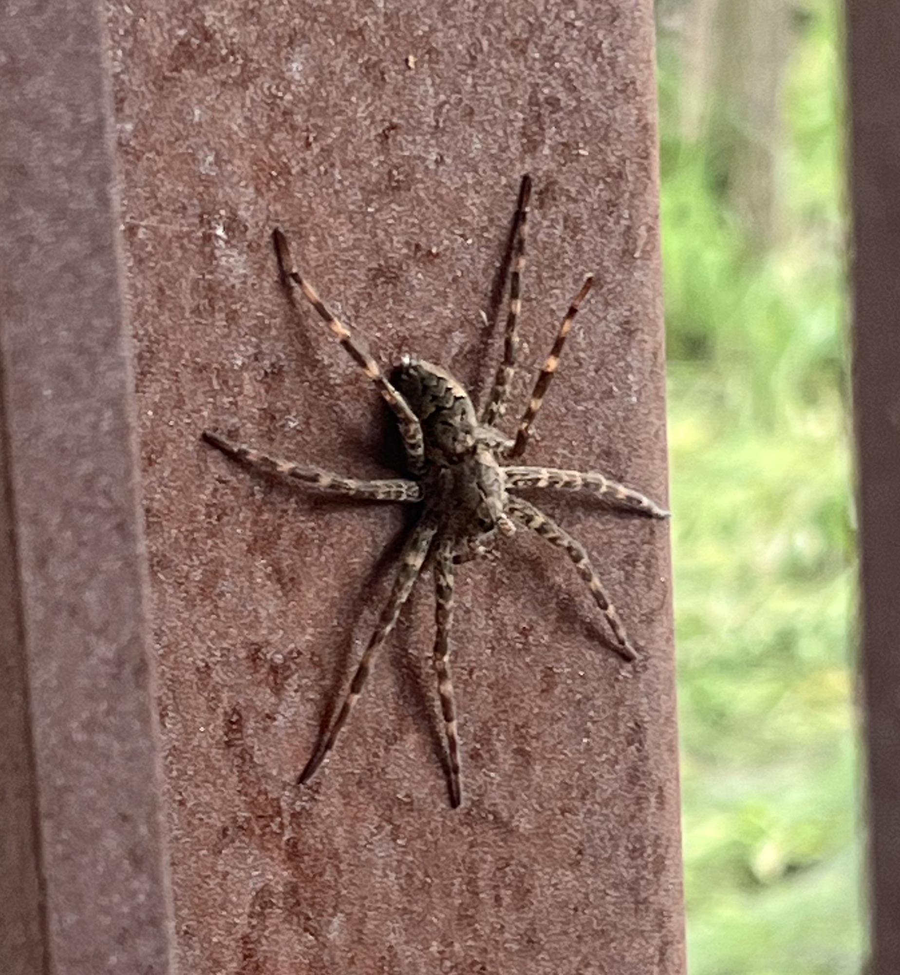 Help Identifying | Scrolller