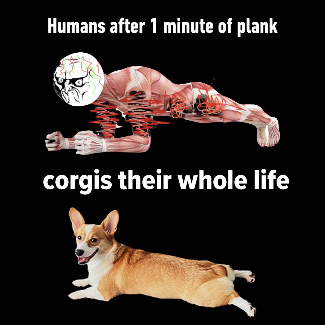 Corgi Plank | Scrolller