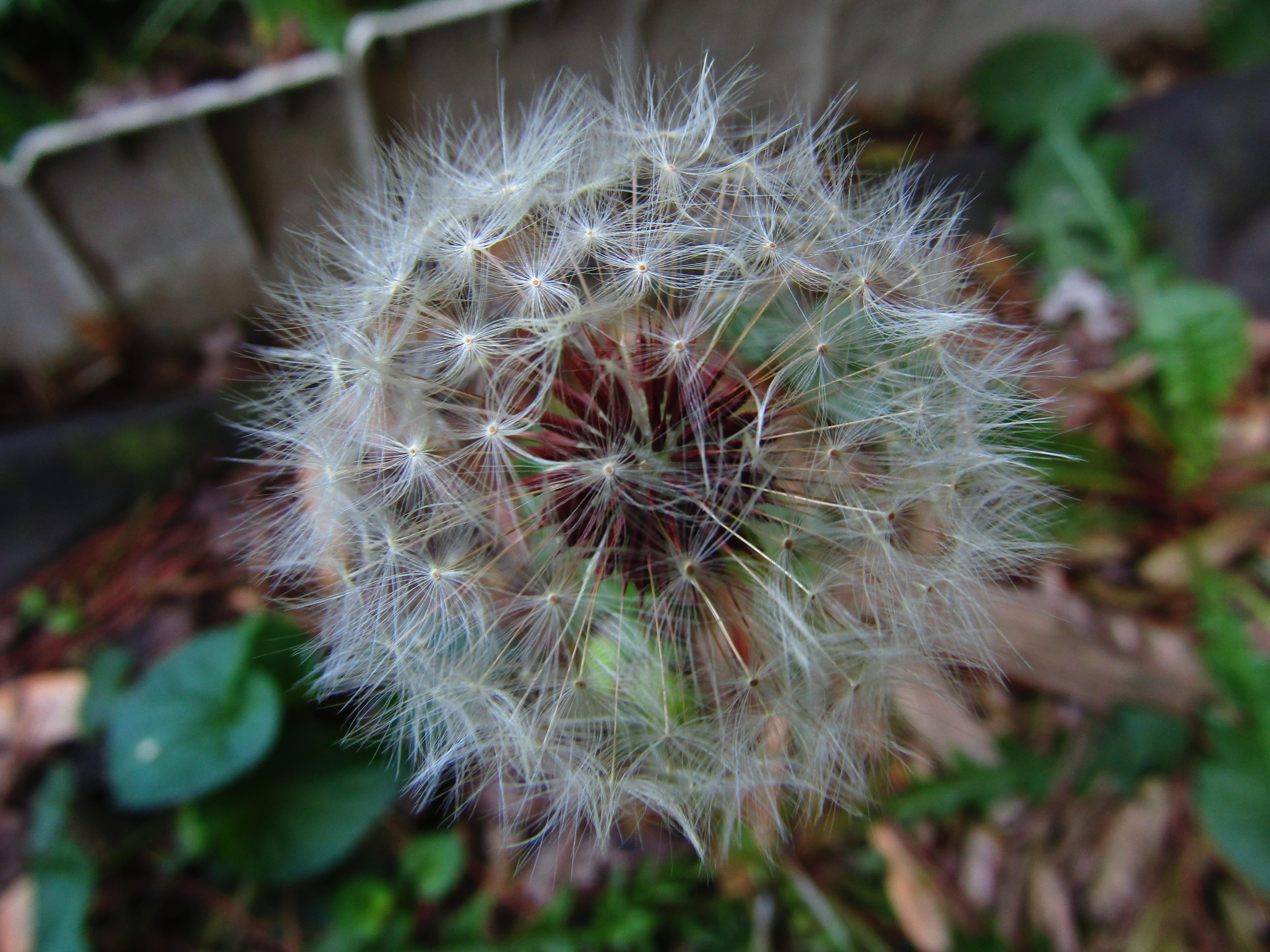 dandelion | Scrolller