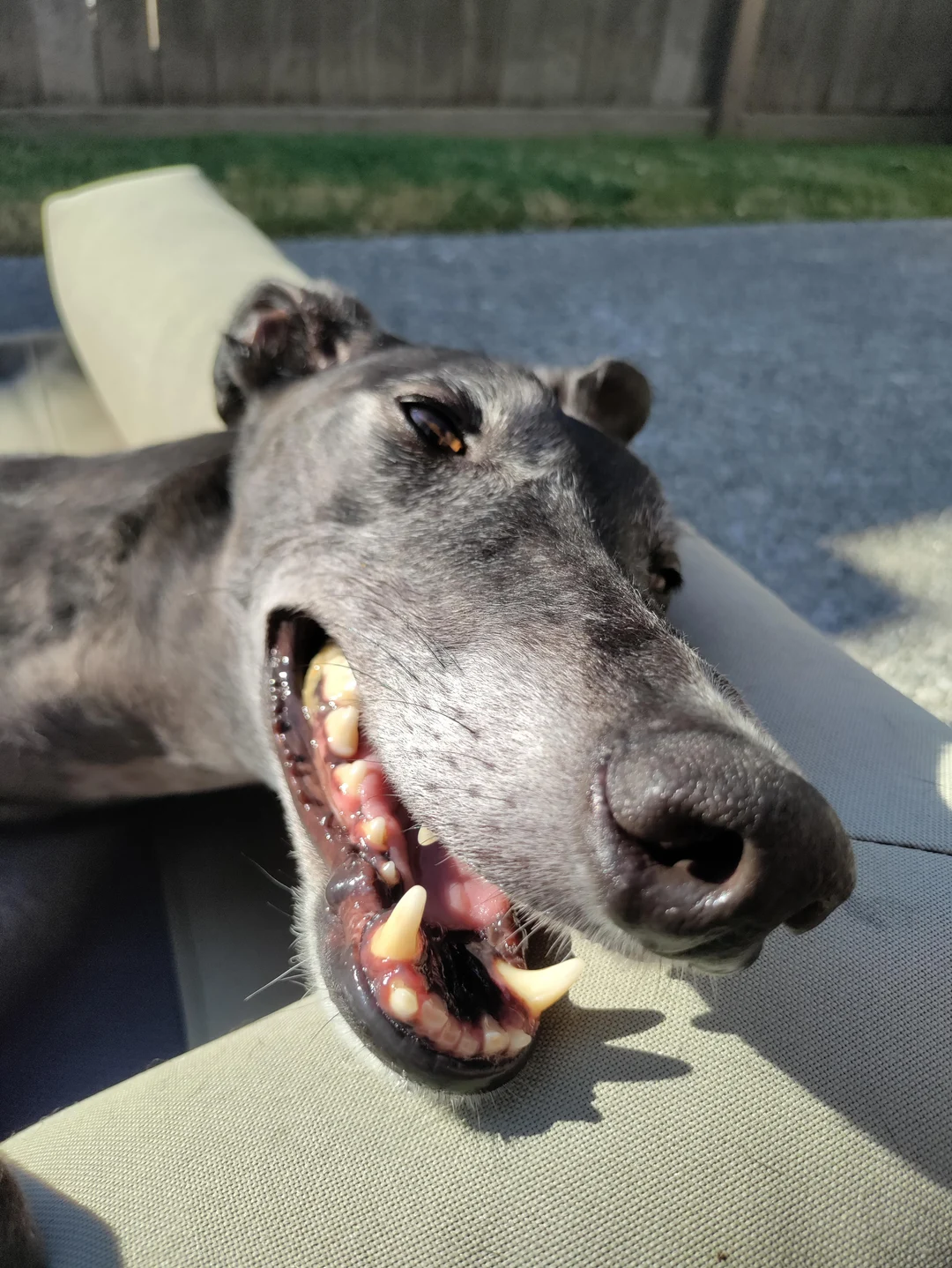 Miss Rona Hellzapoppin is having fun in the sun | Scrolller