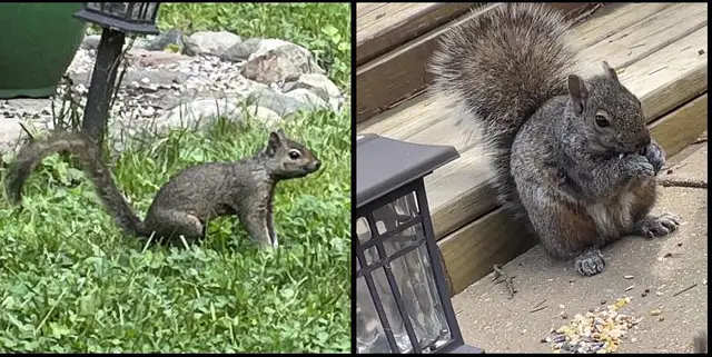 Scrappy 1 year difference | Scrolller