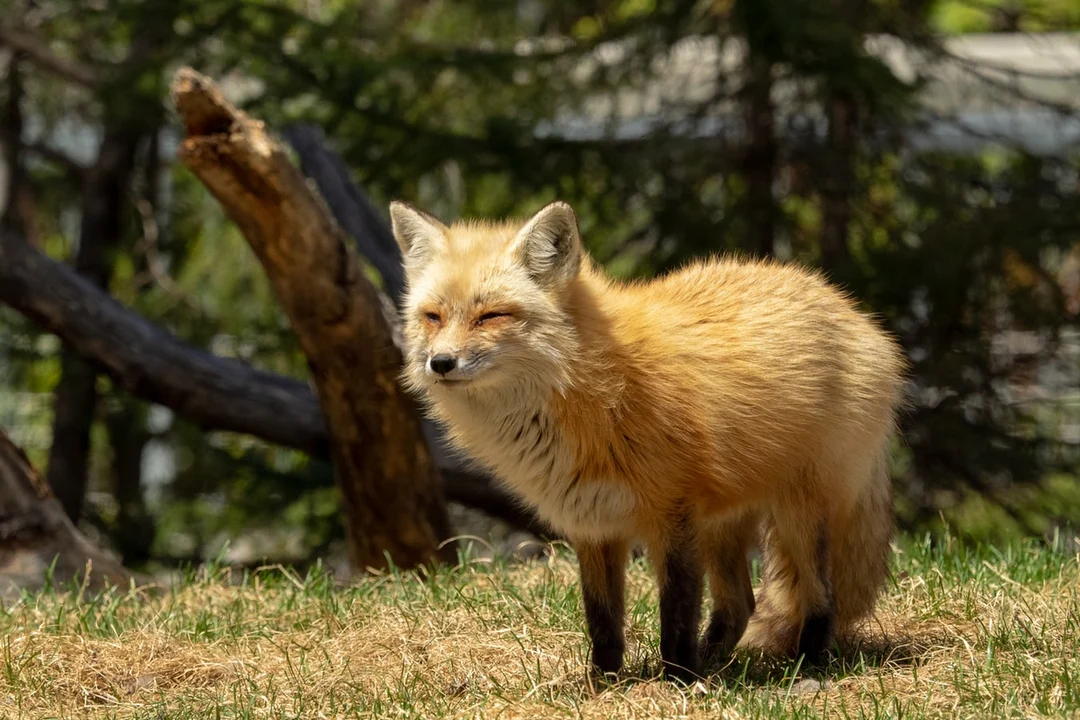 Discover more like Foxes: Red fox and Related Content | Scrolller